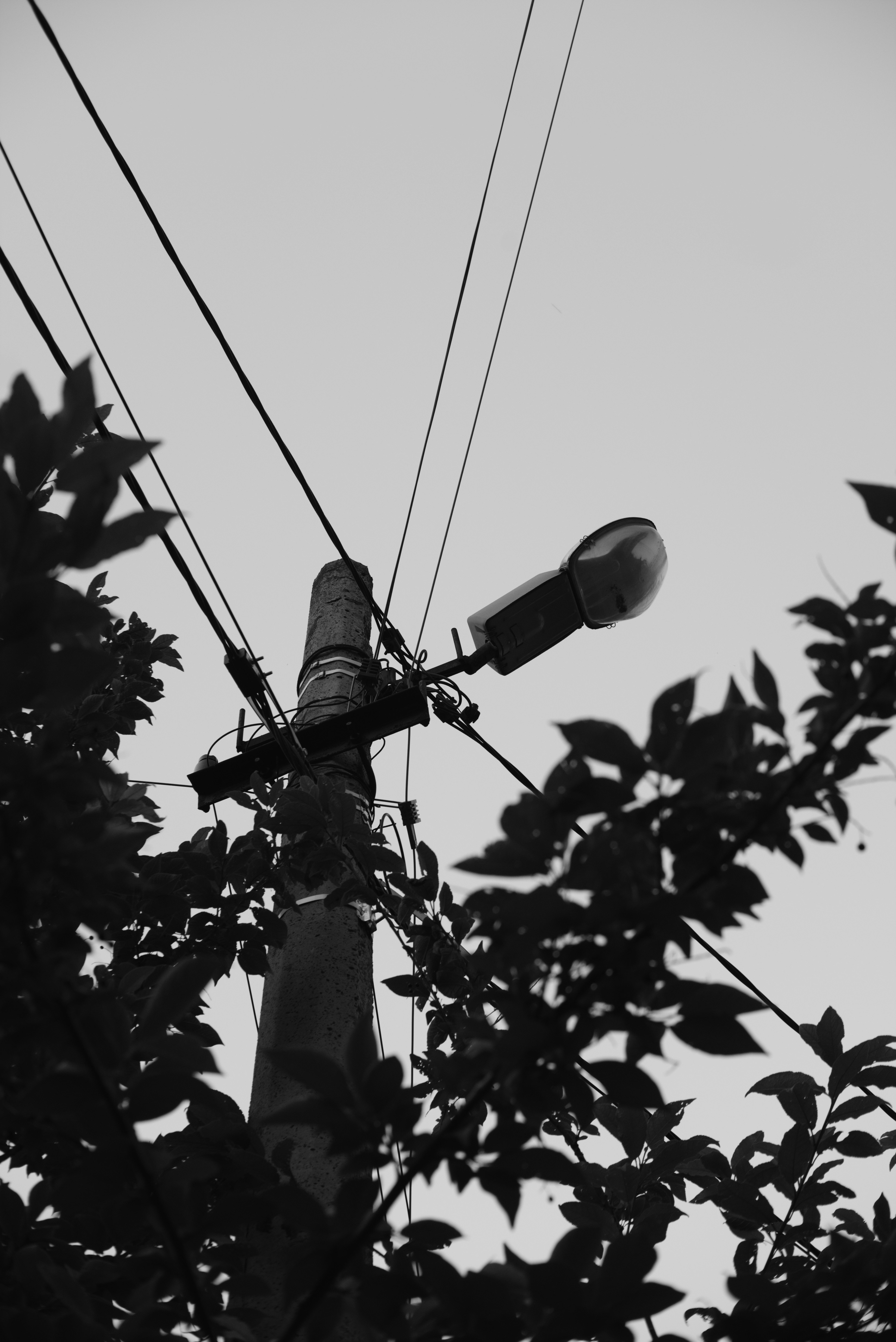 Expectant Silence from a Street-Line Power Post