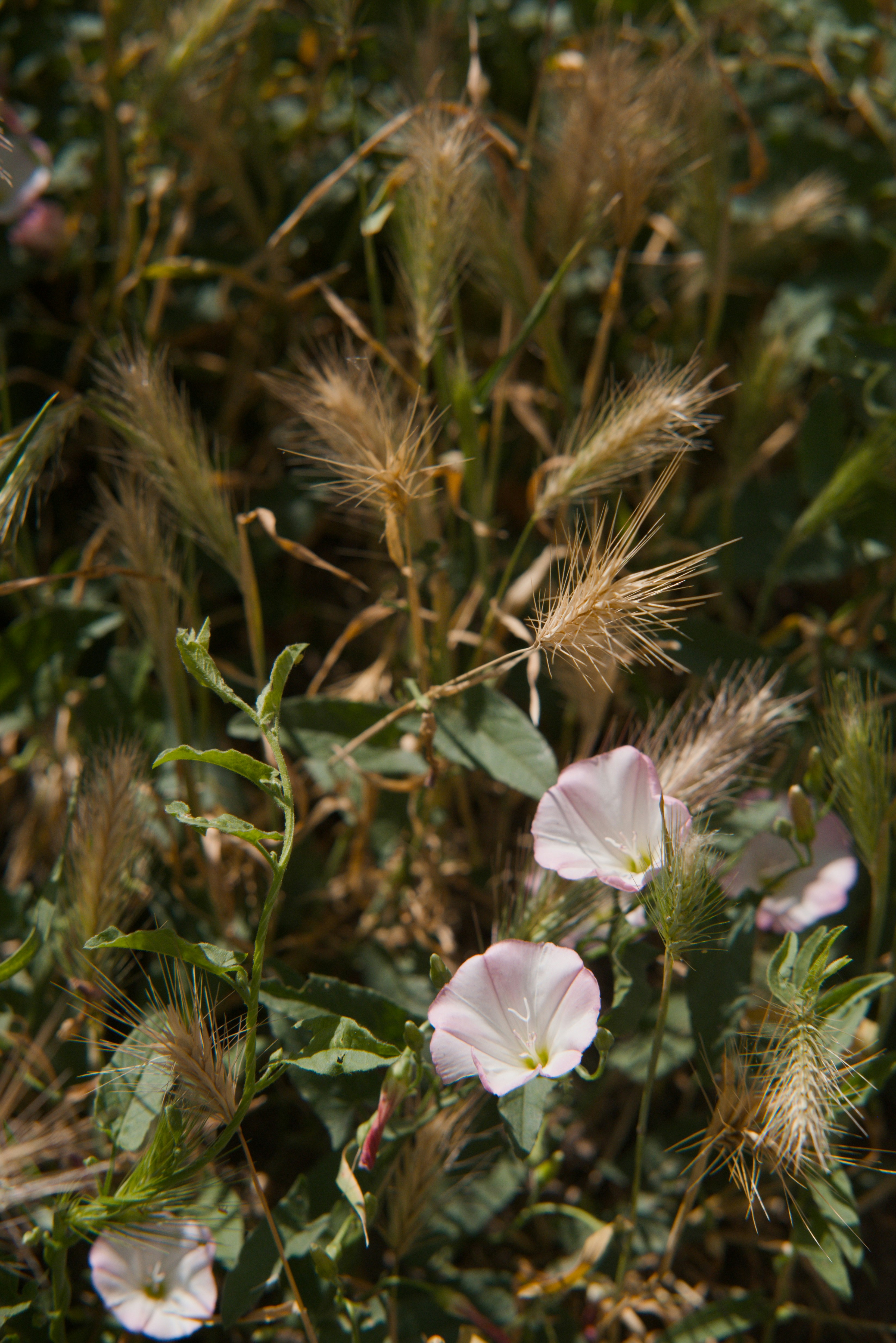 Soft-pink flowers amid wispy grasses in sunlit field
