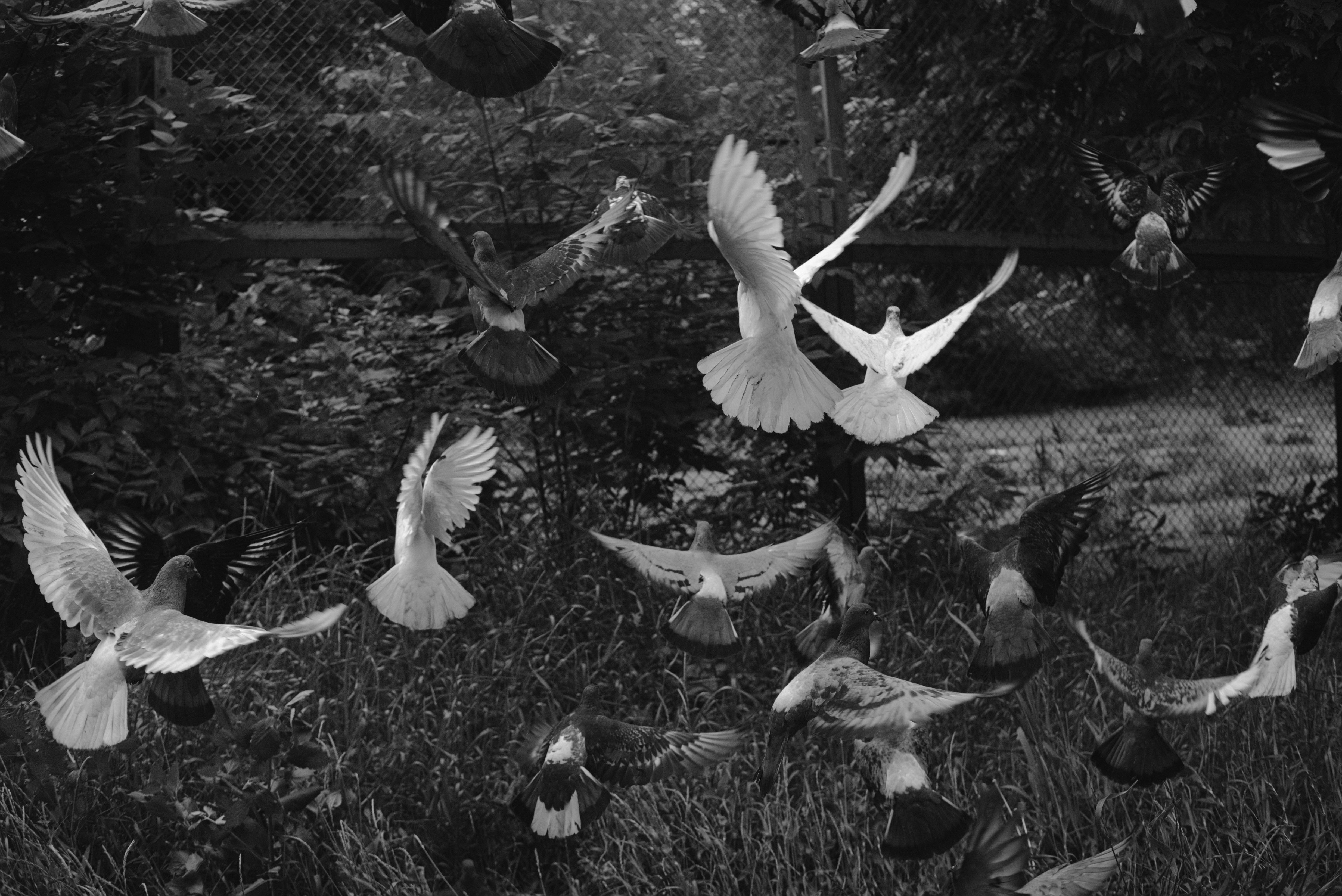 Group of doves dispersing across a sunlit, grassy enclosure; motion and grayscale emphasize flight and space for the birds to move.
