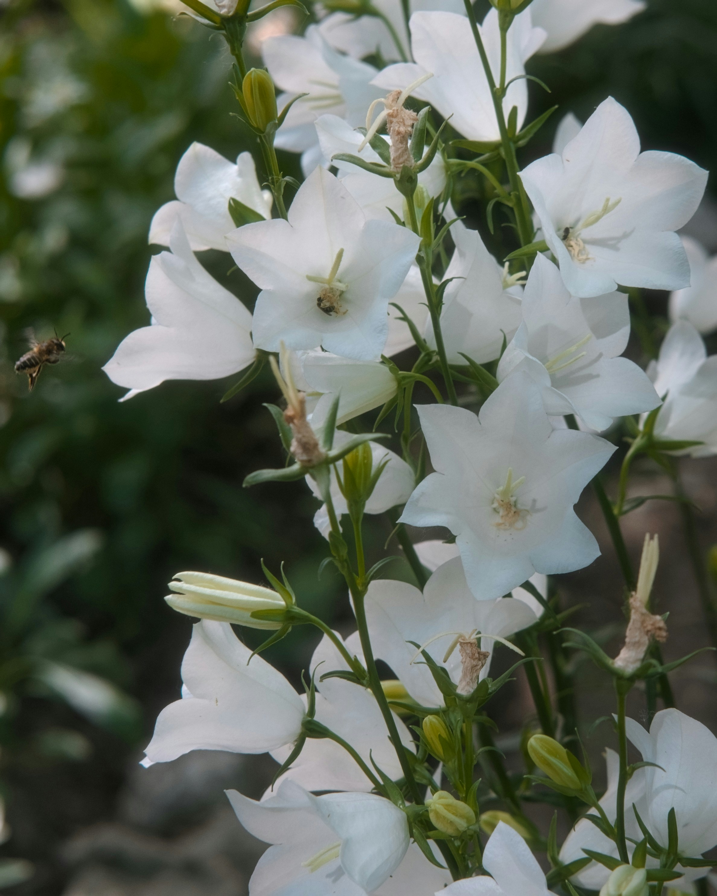 White Bellflowers in Focus: Delicate Blooms Against a Lush Backdrop
