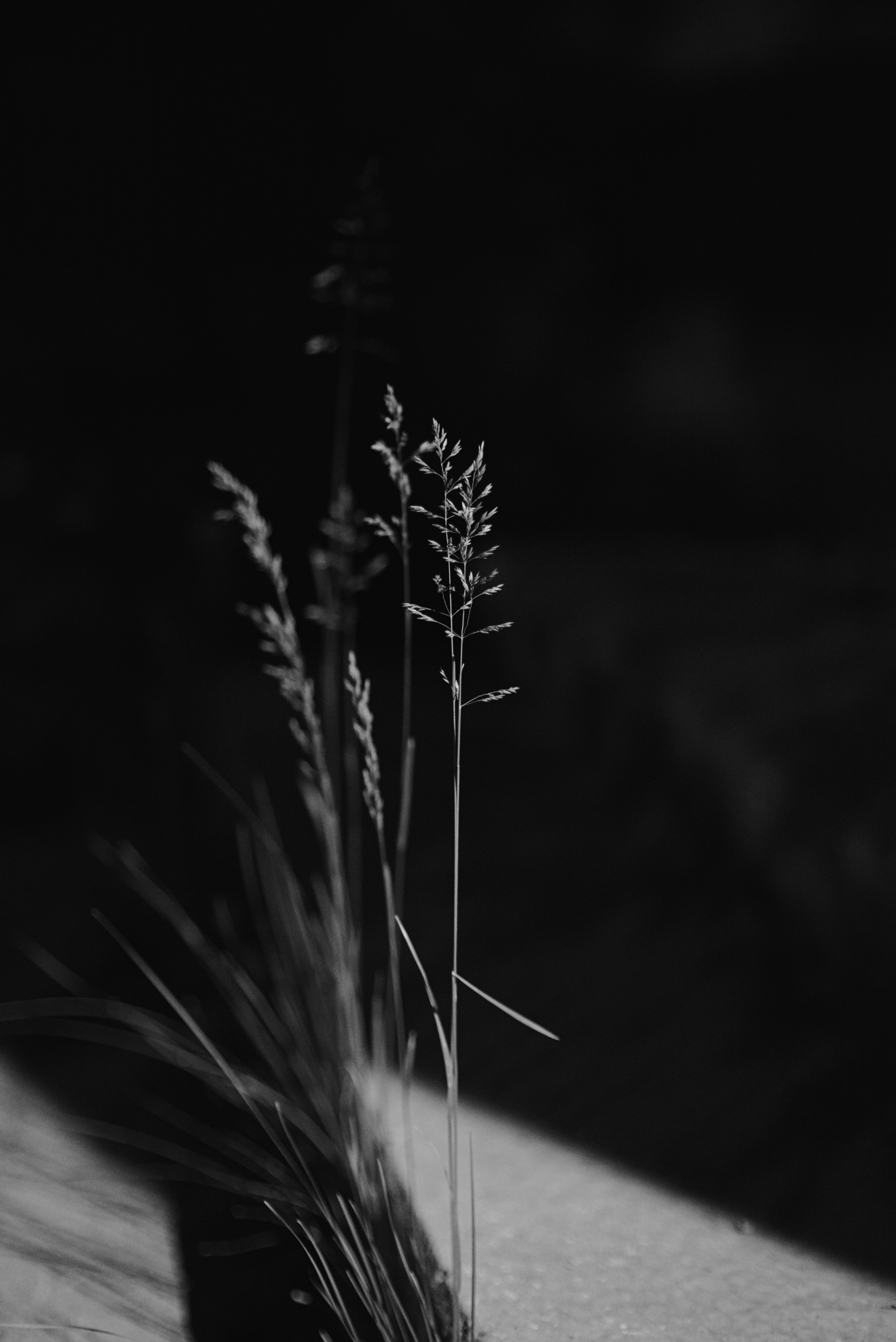 Quiet Grass in Focus: A Single Stem Standing against Night