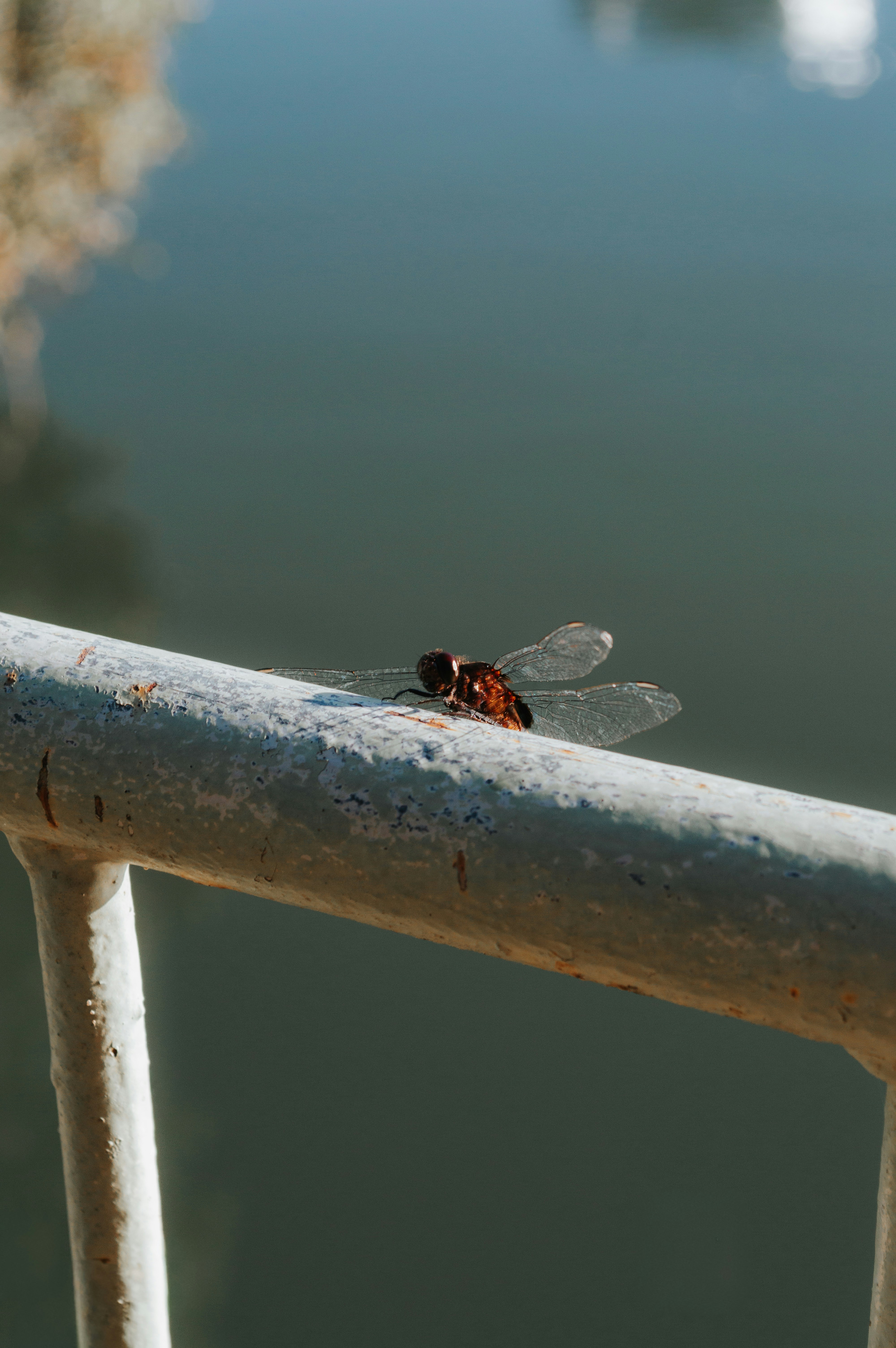 Dragonfly on a Rusty Railing Over Calm Water