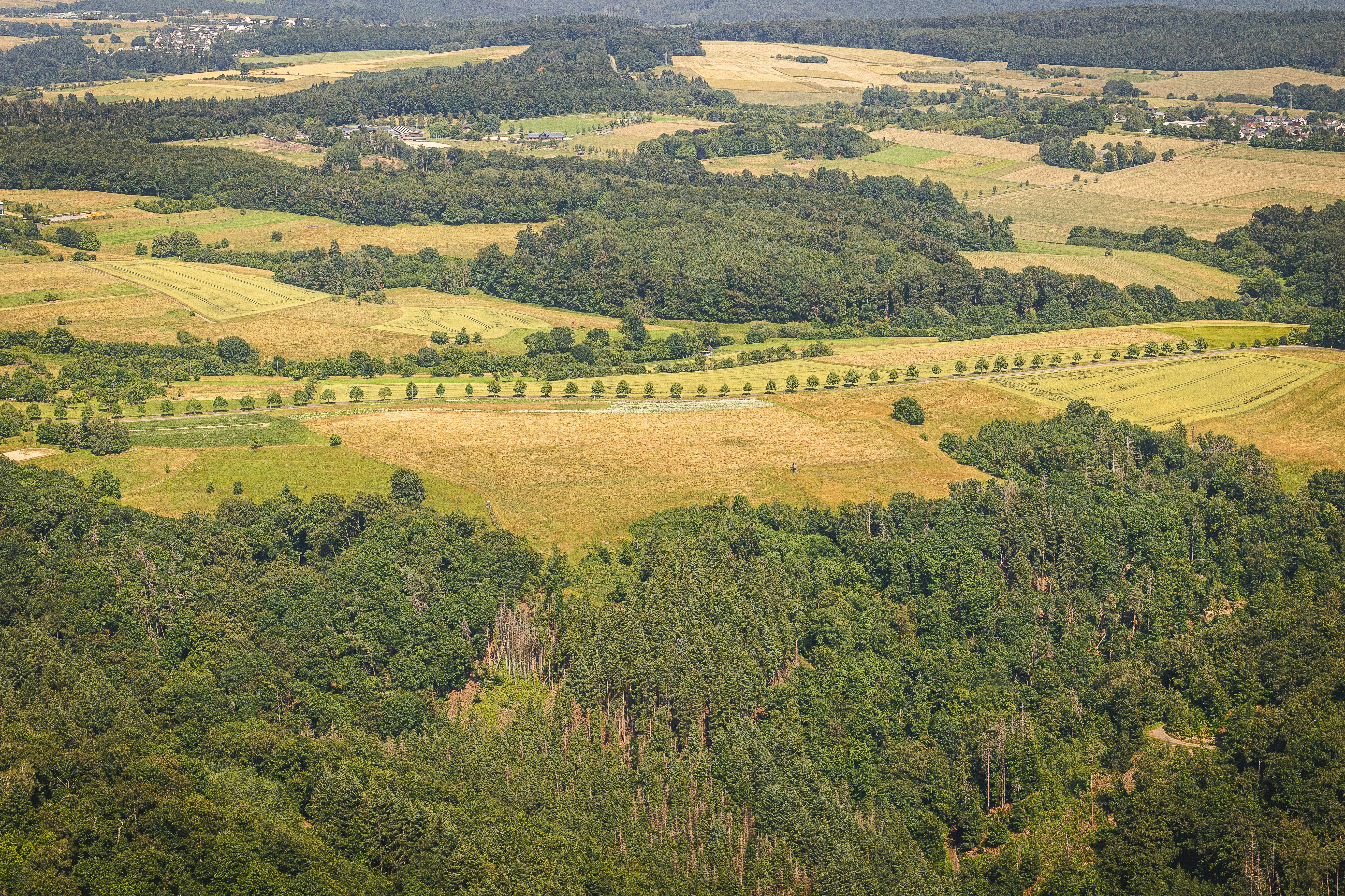 Patchwork Hills: A Quiet Tapestry of Fields and Forests