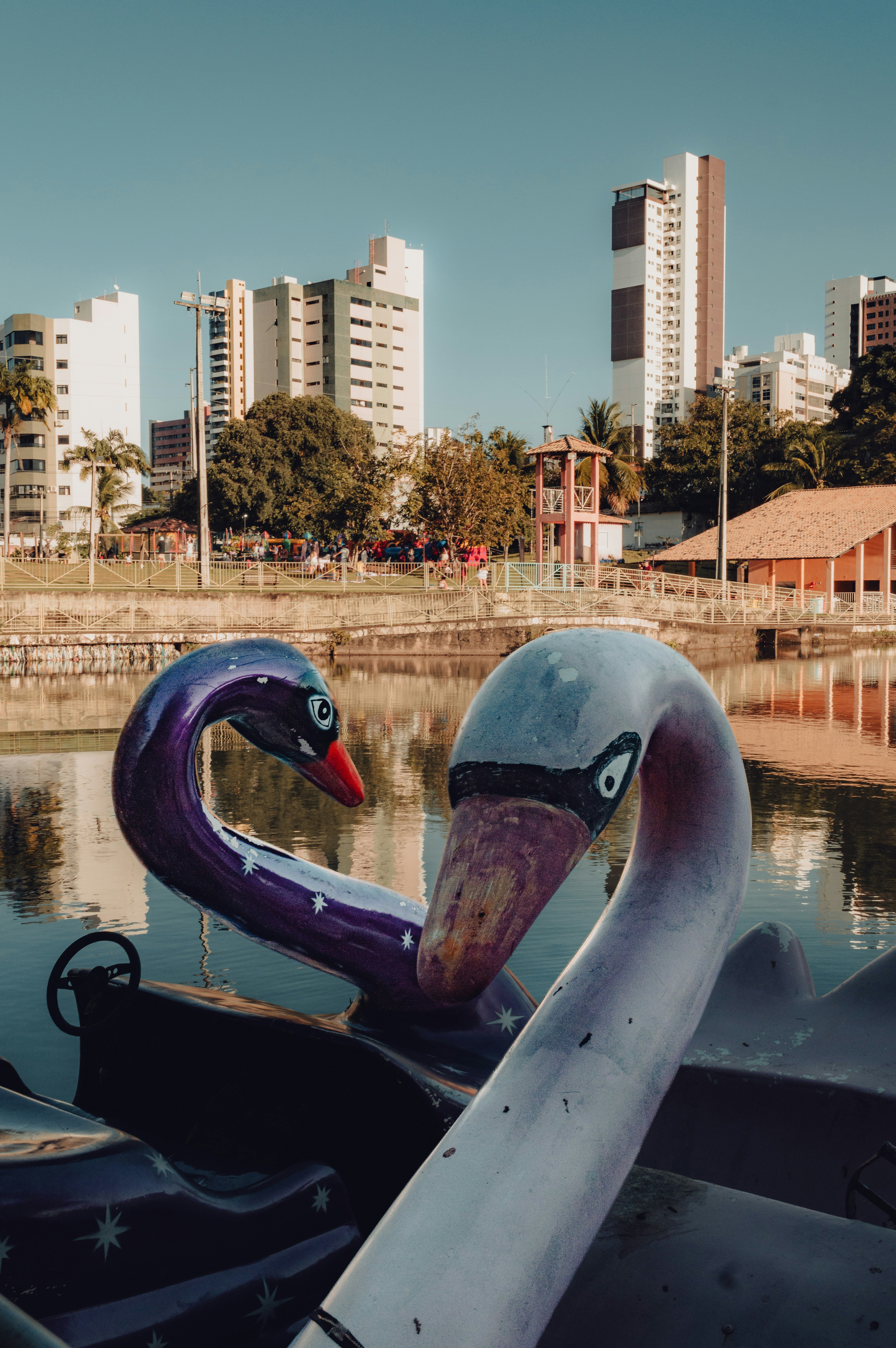 Floating Fins: Cityscape Reflections Meet Colorful Swan Ride