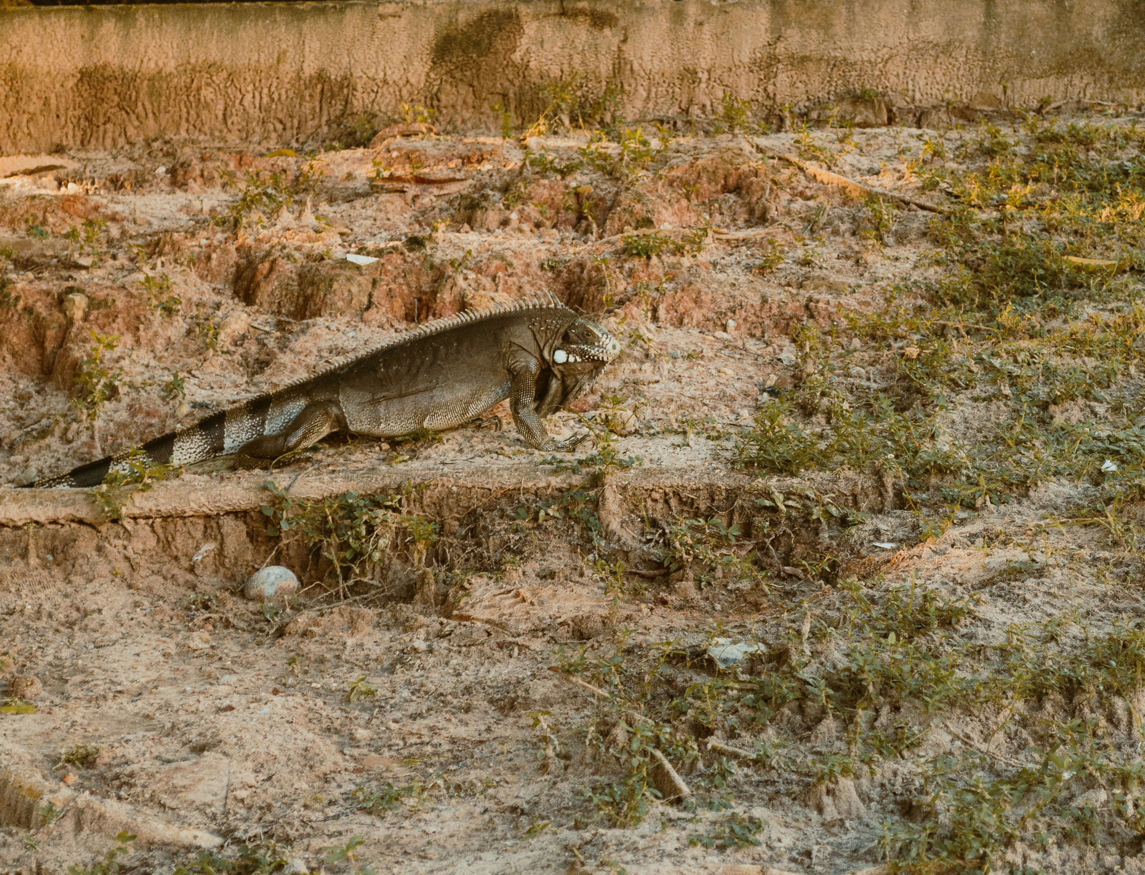 Desert Lizard Stretched Across the Dune-Break on a Quiet Slope