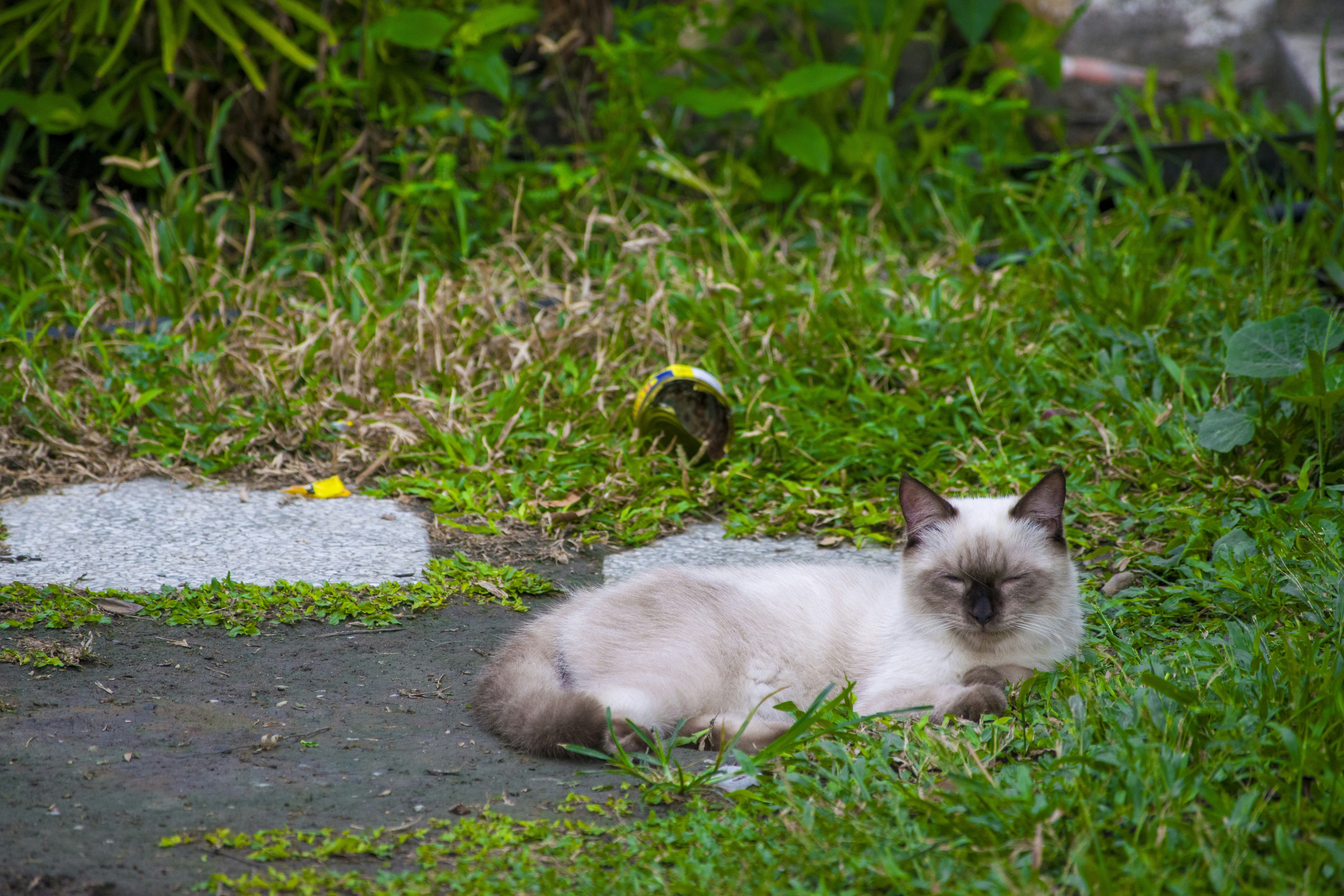 Calm Siamese in a Patchwork Garden