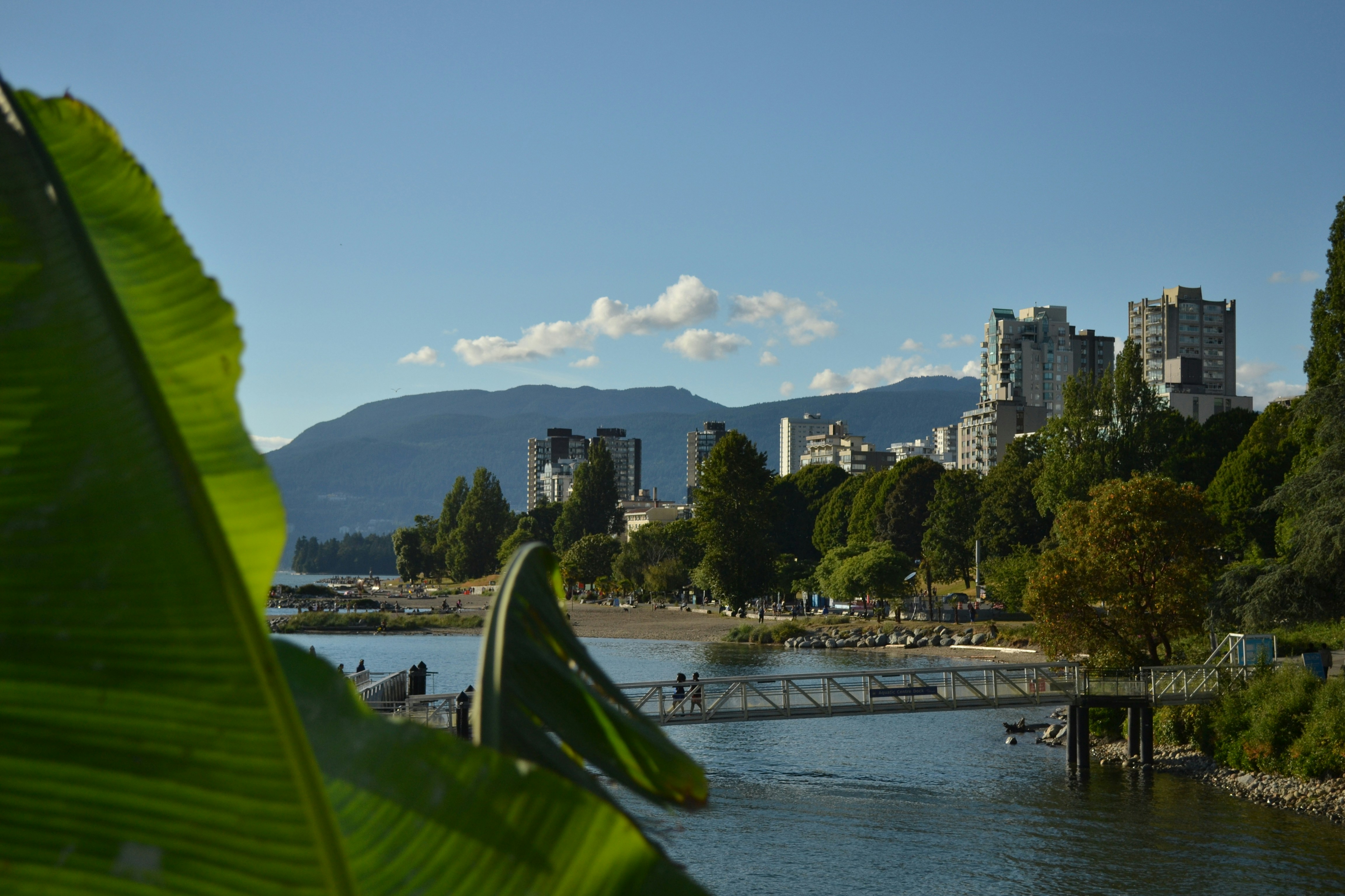 Urban Coastline: High-Rloor Towers Framed by a Lush Park