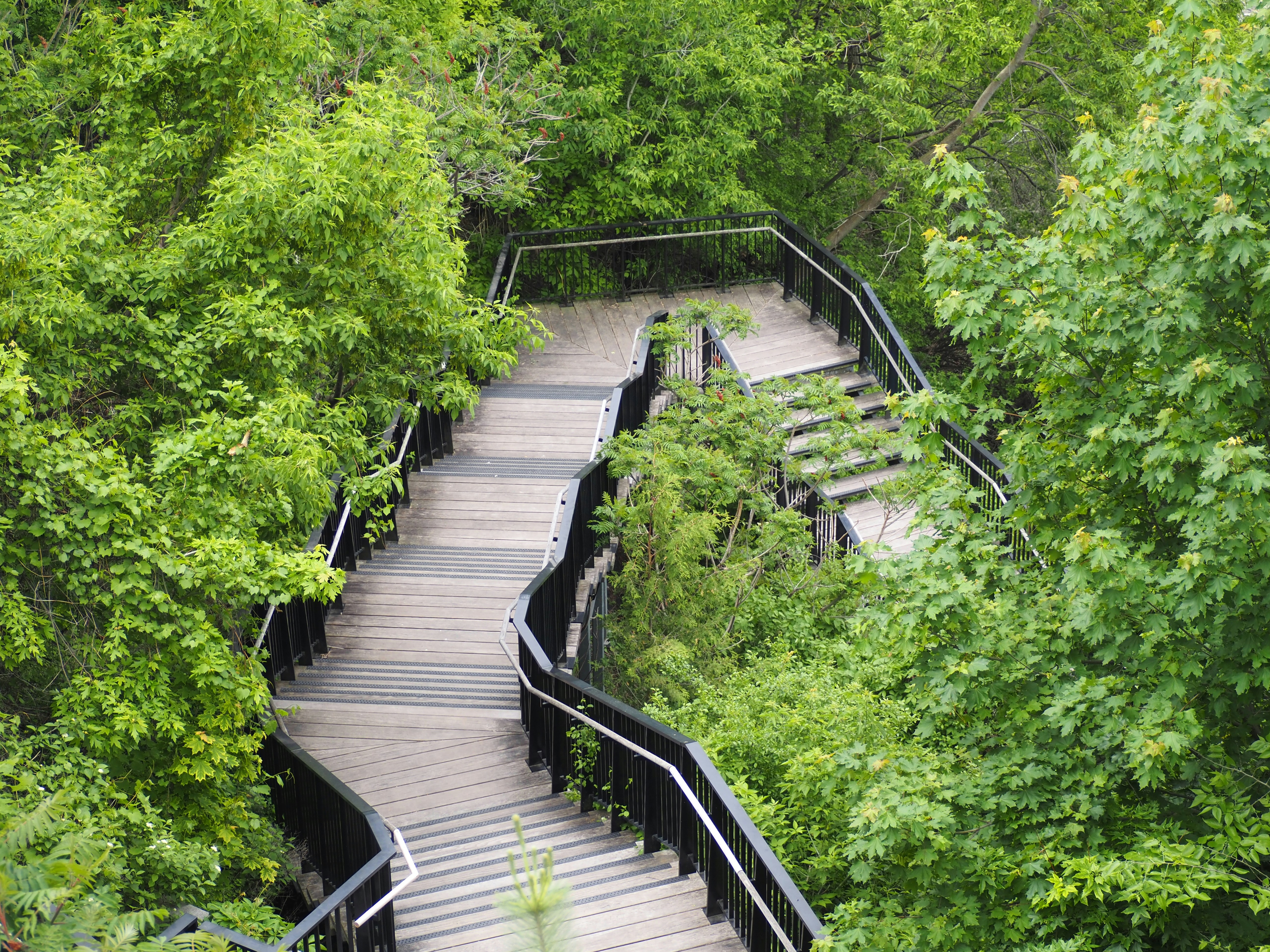 Meandering wooden path through a lush stairwell of green