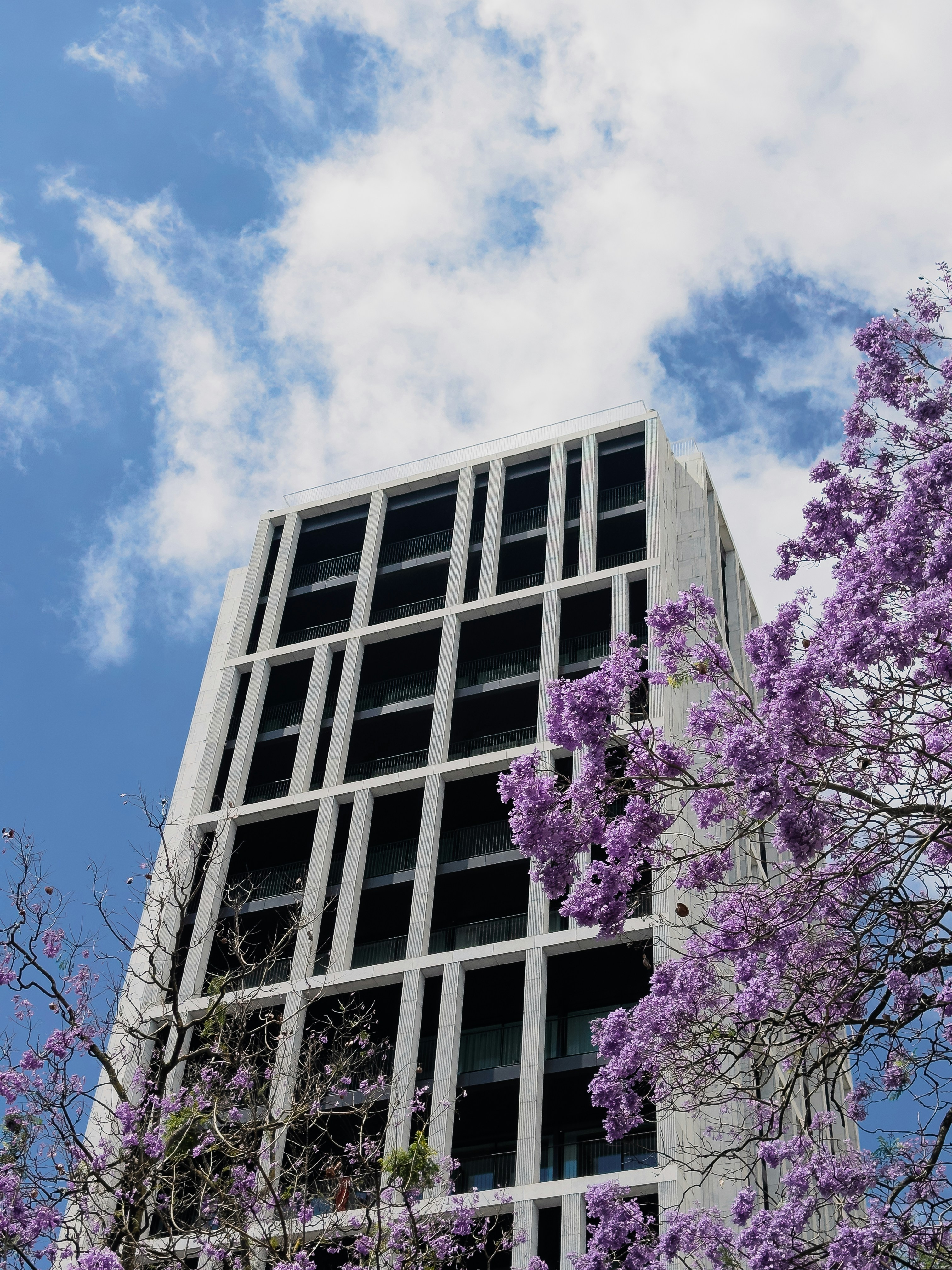 Skyward Concrete: A Grid of Windows Meeting a Wisteria Sky