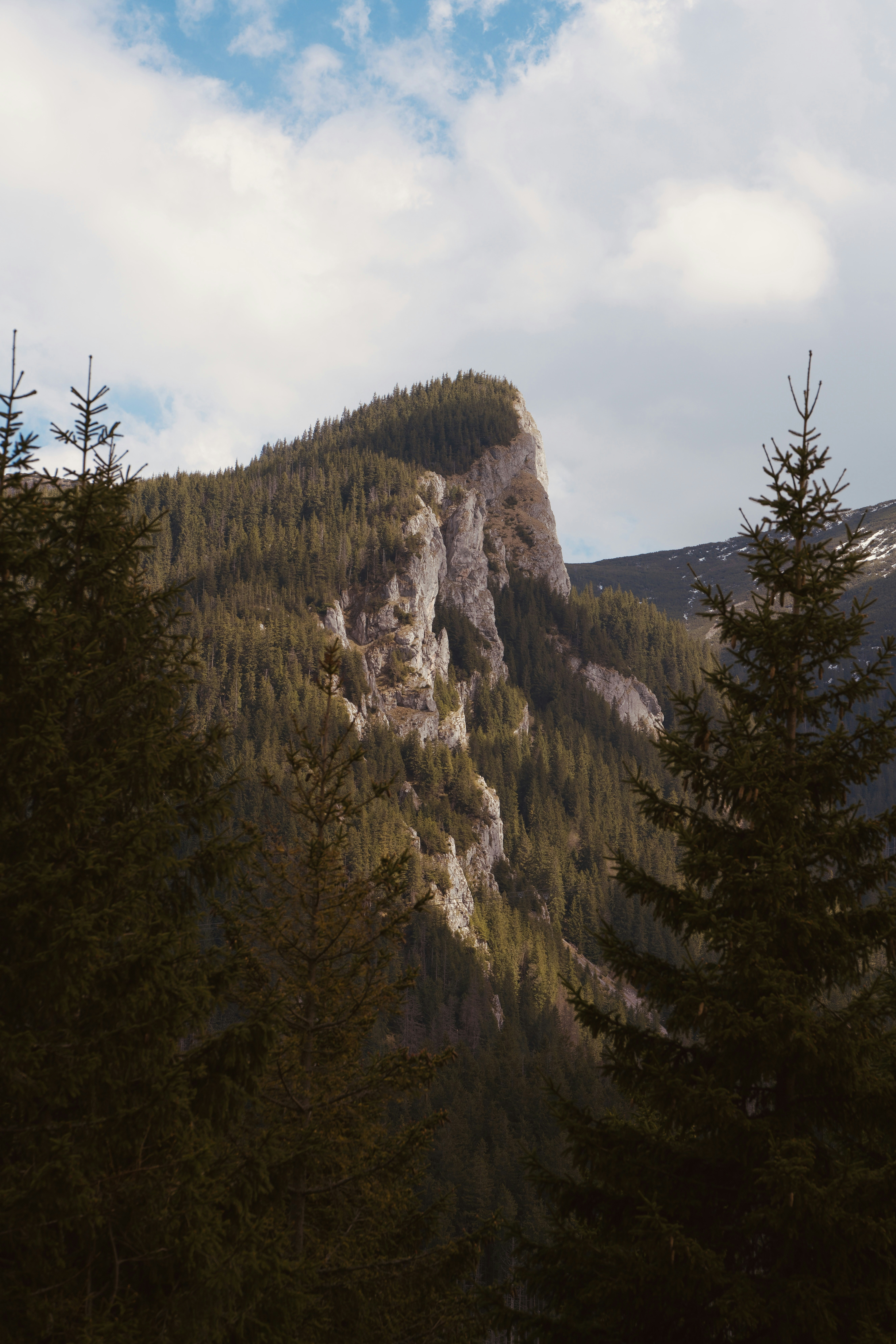 Peak Amid Pines: A Sierra Ridge Emerges from the Forest
