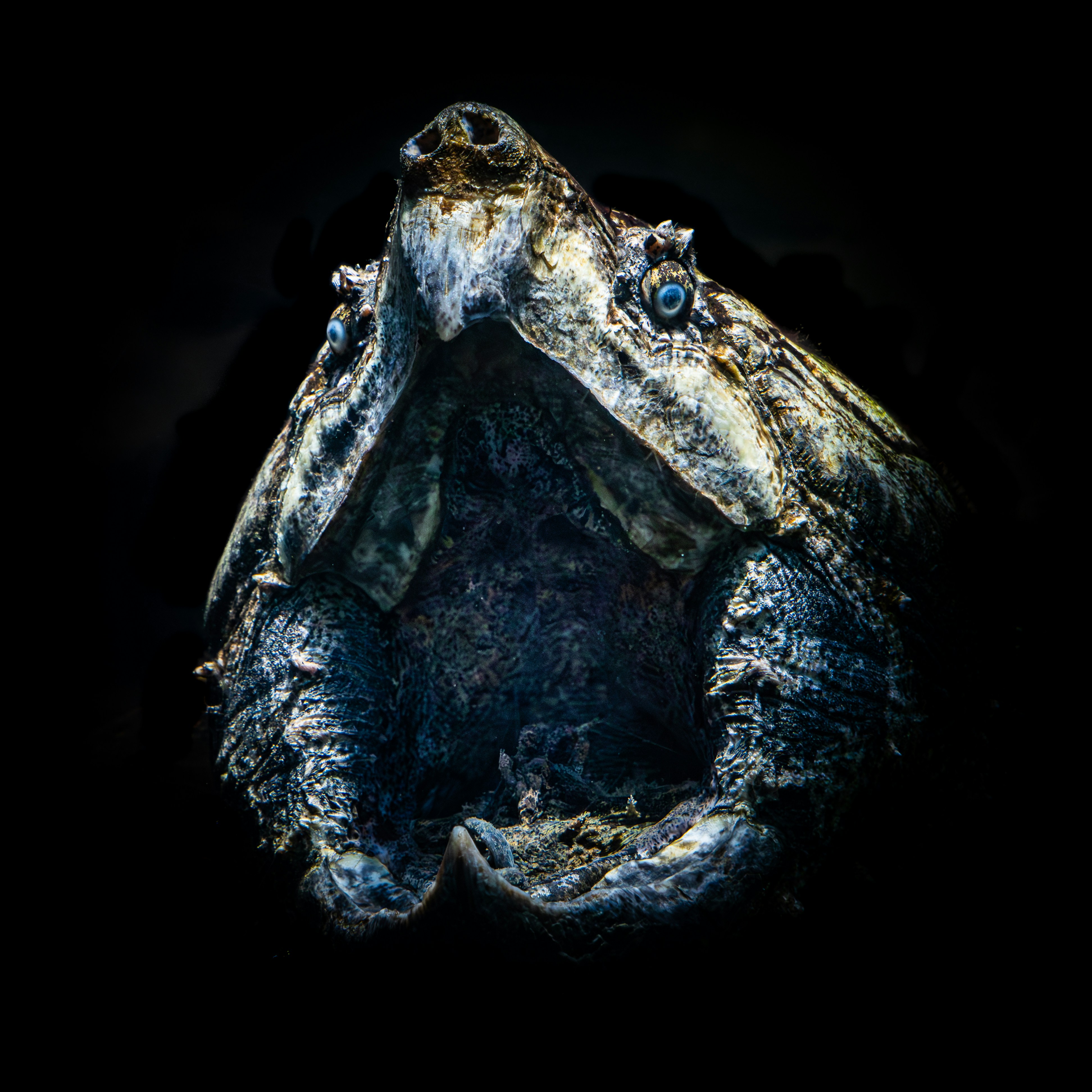 Dark Maw: A Crocodilian Gape Emerges from the Abyss