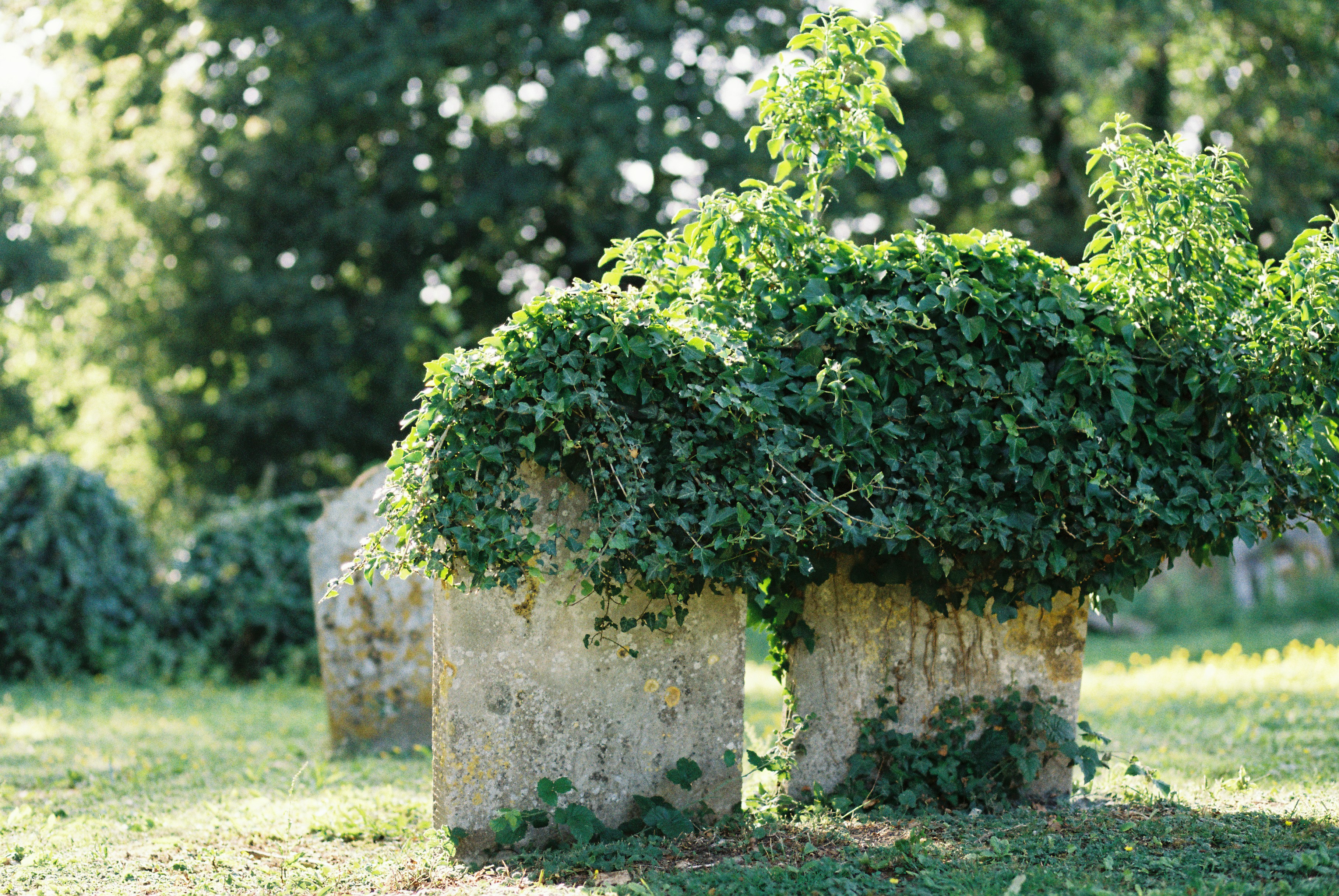 Ivy-Cloaked Guardians of the Lawn