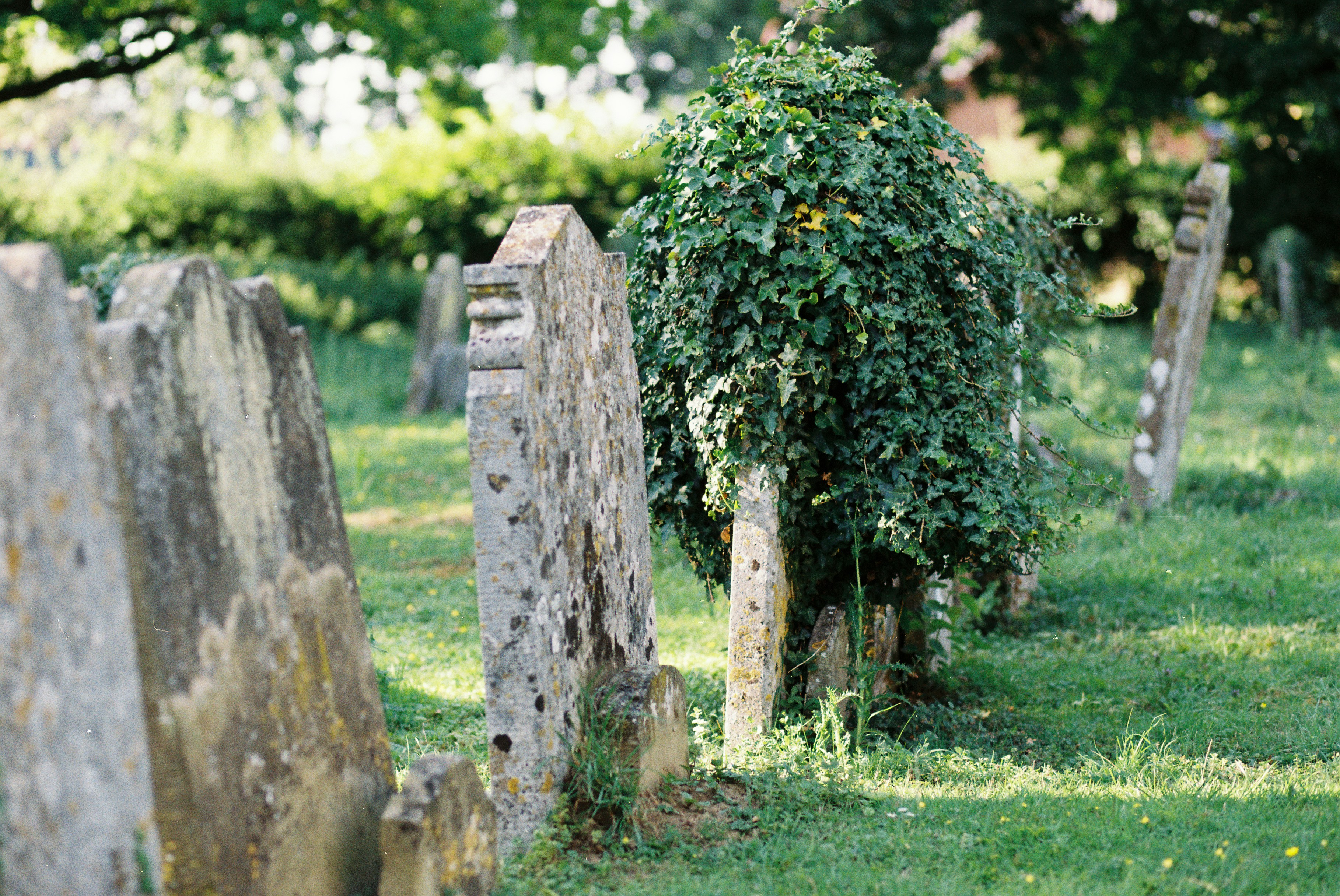 Overgrown Stones: A Quiet Cemetery Corridor