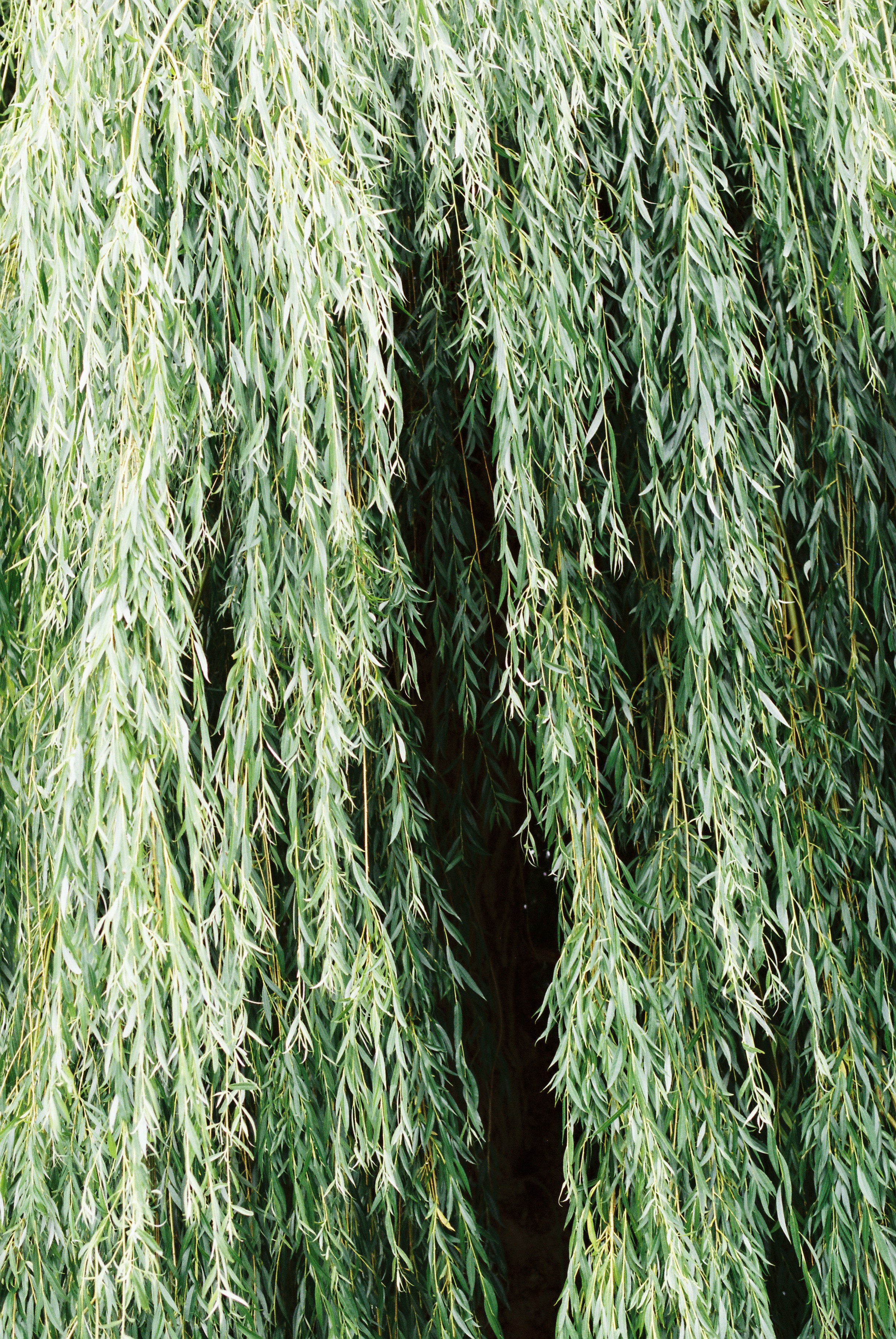 Green Veil: A Cascade of Weeping Leaves Foreground a Hidden Dark Opening