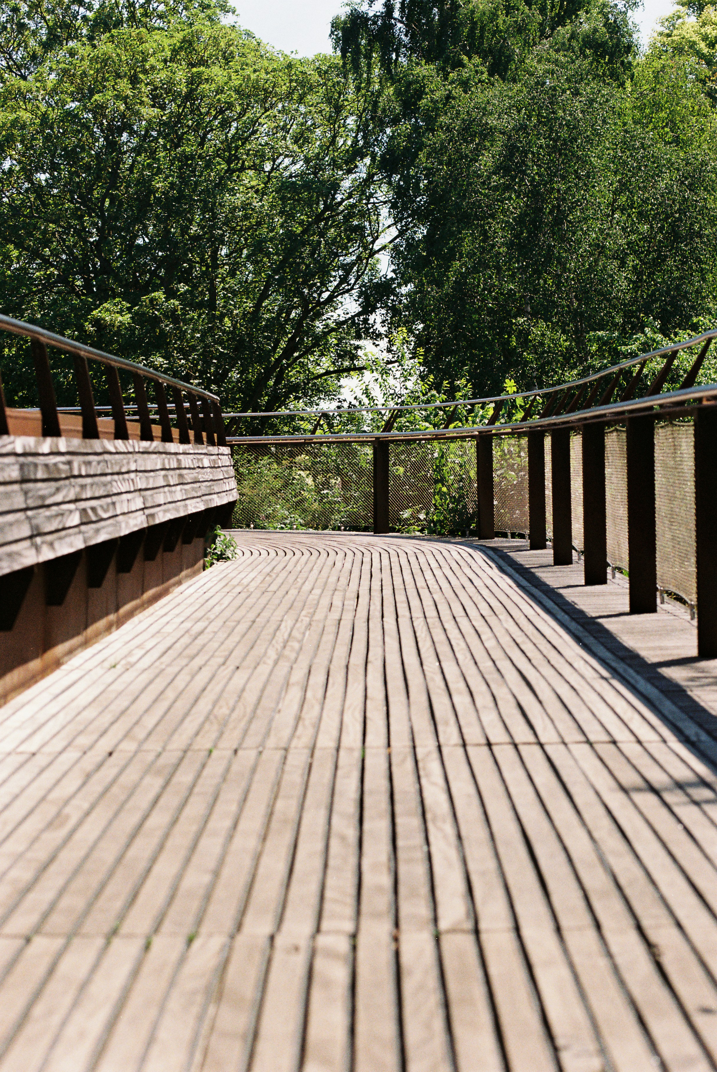 Curved Boardwalk Through Sunlit Green Canopy