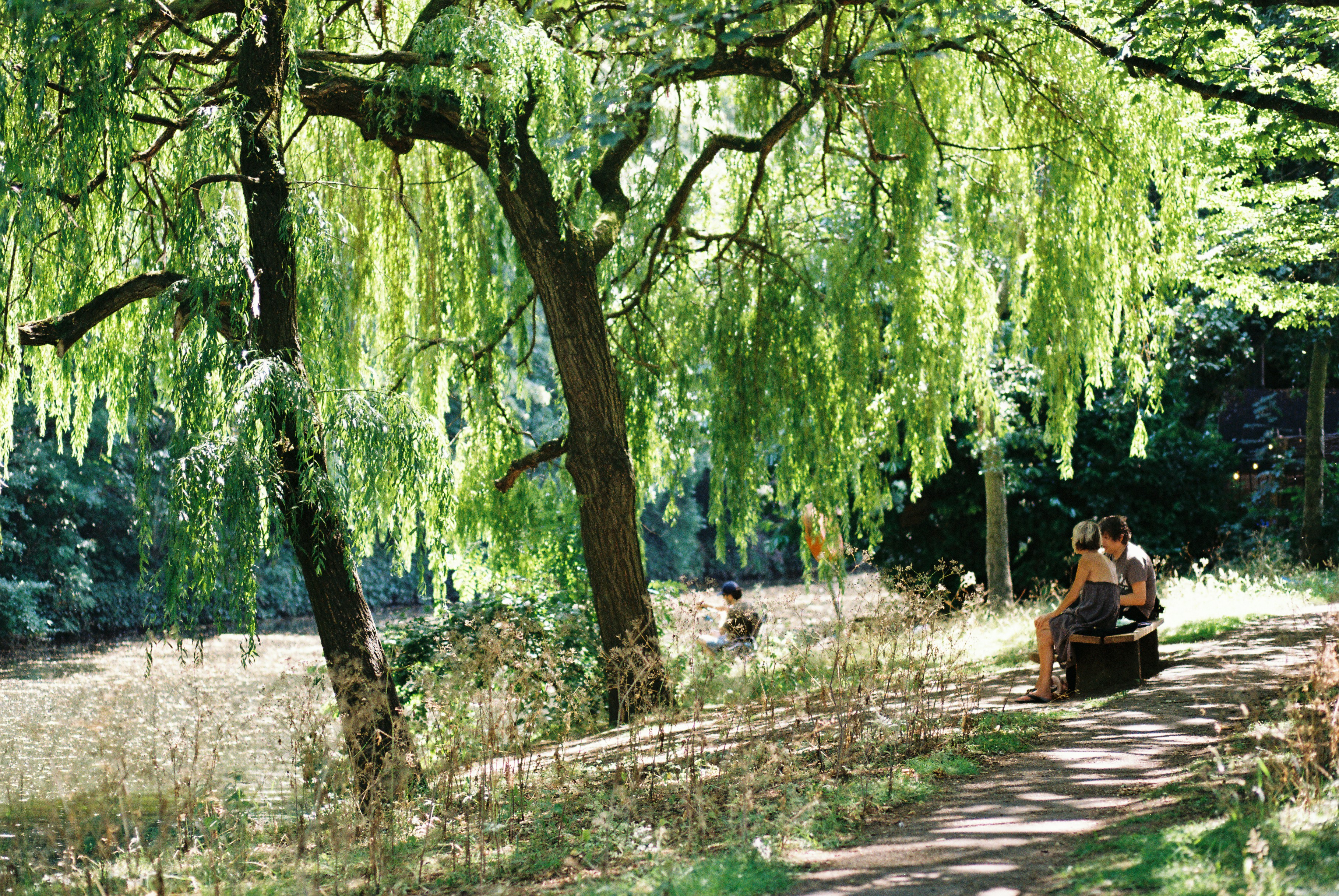 A couple sits on a bench beneath a sprawling willow beside a meadow in golden summer light.