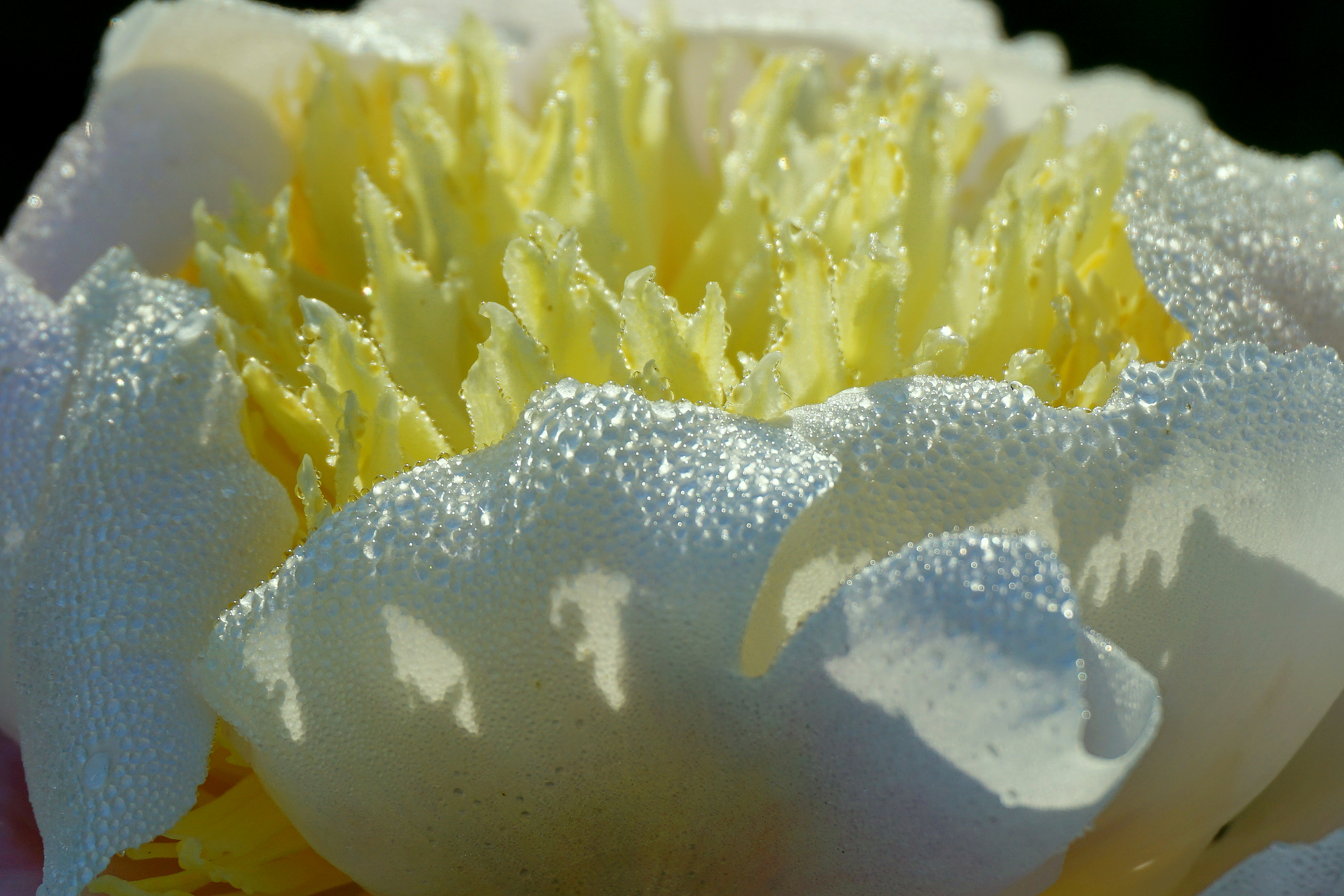 Petal Fortress: Close-Up of a Creamy White Flower Core