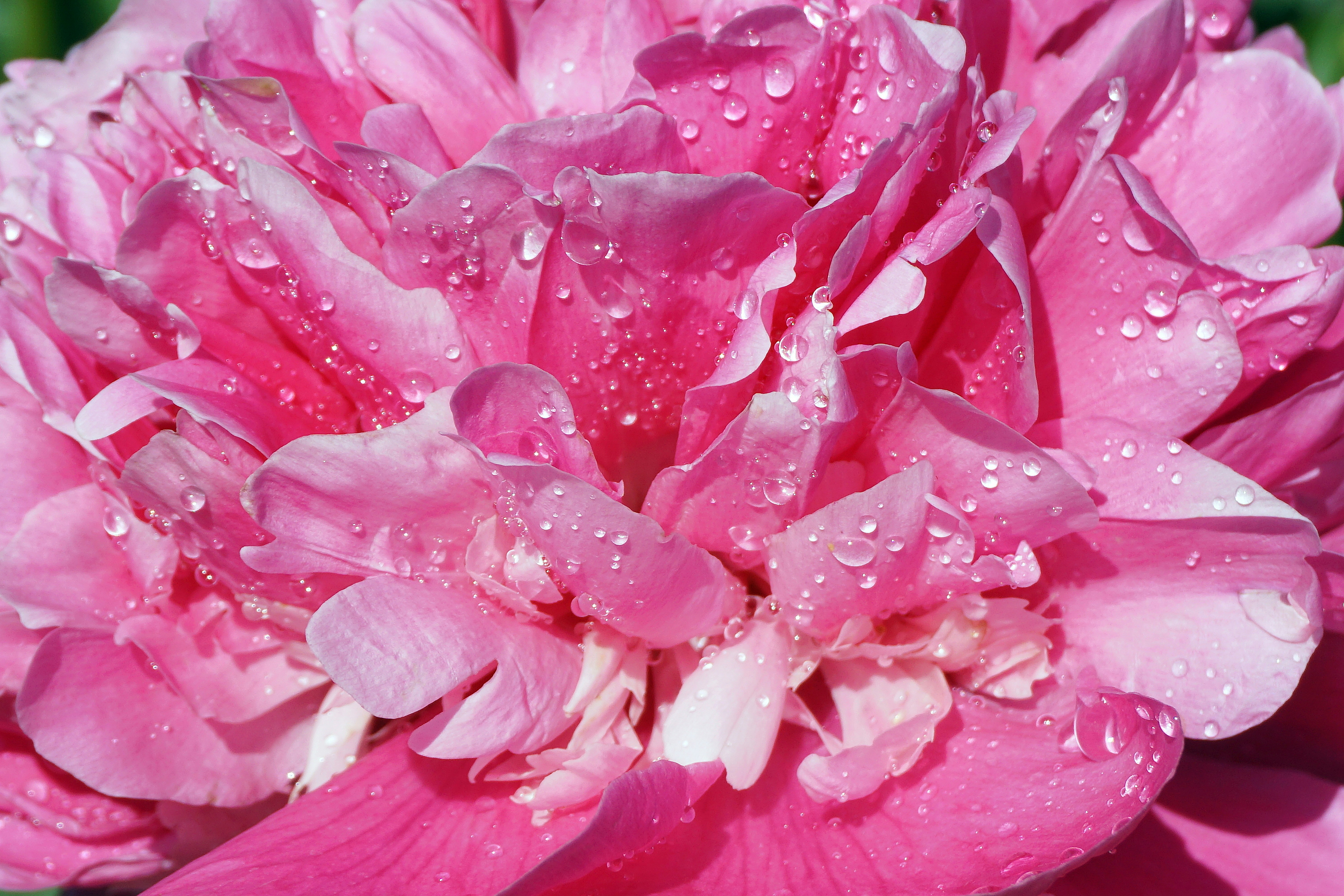 Petal Convergence: A Cloud of Pink Petals with Dew