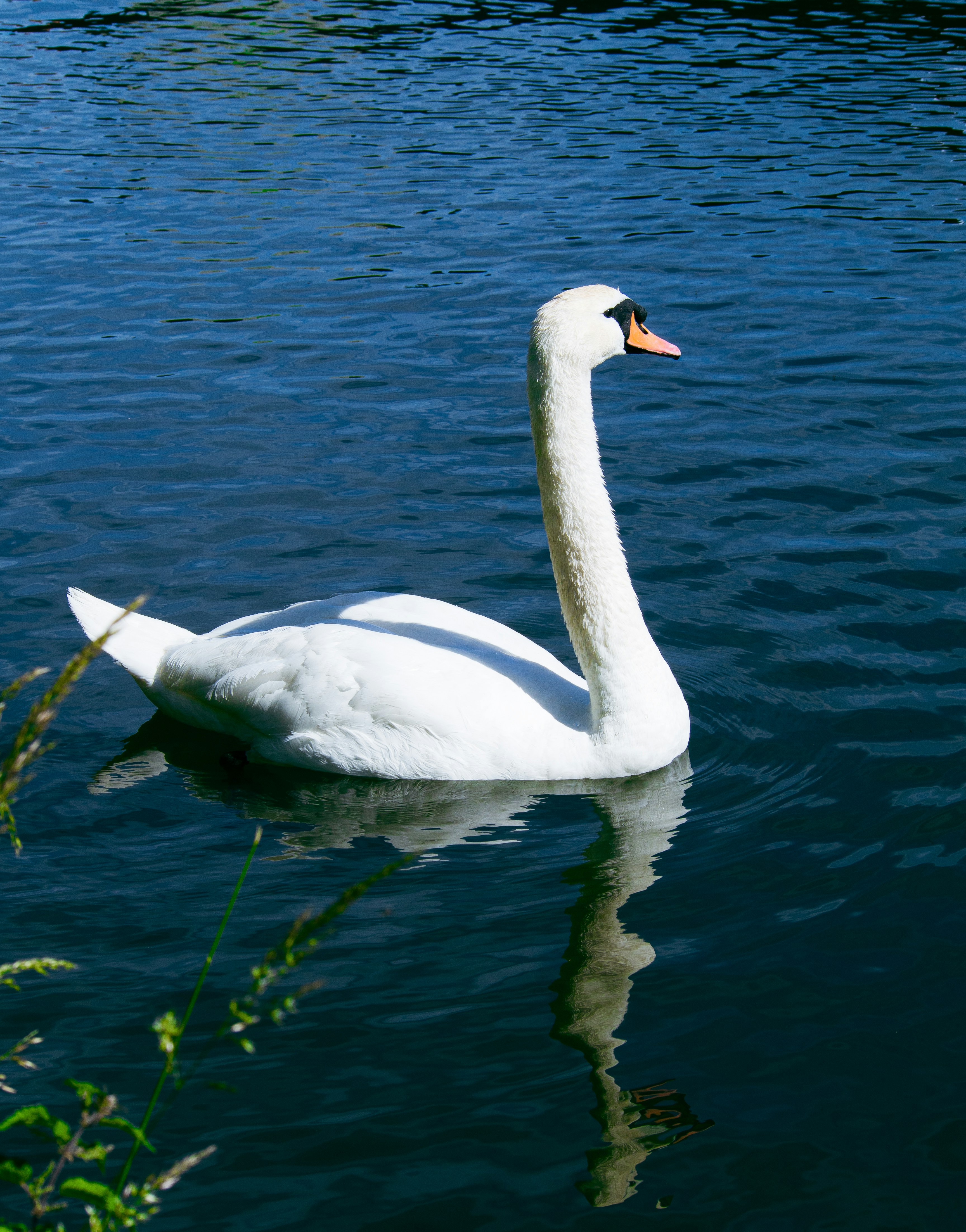 Graceful Long-Necked Glider on a Mirror of Blue