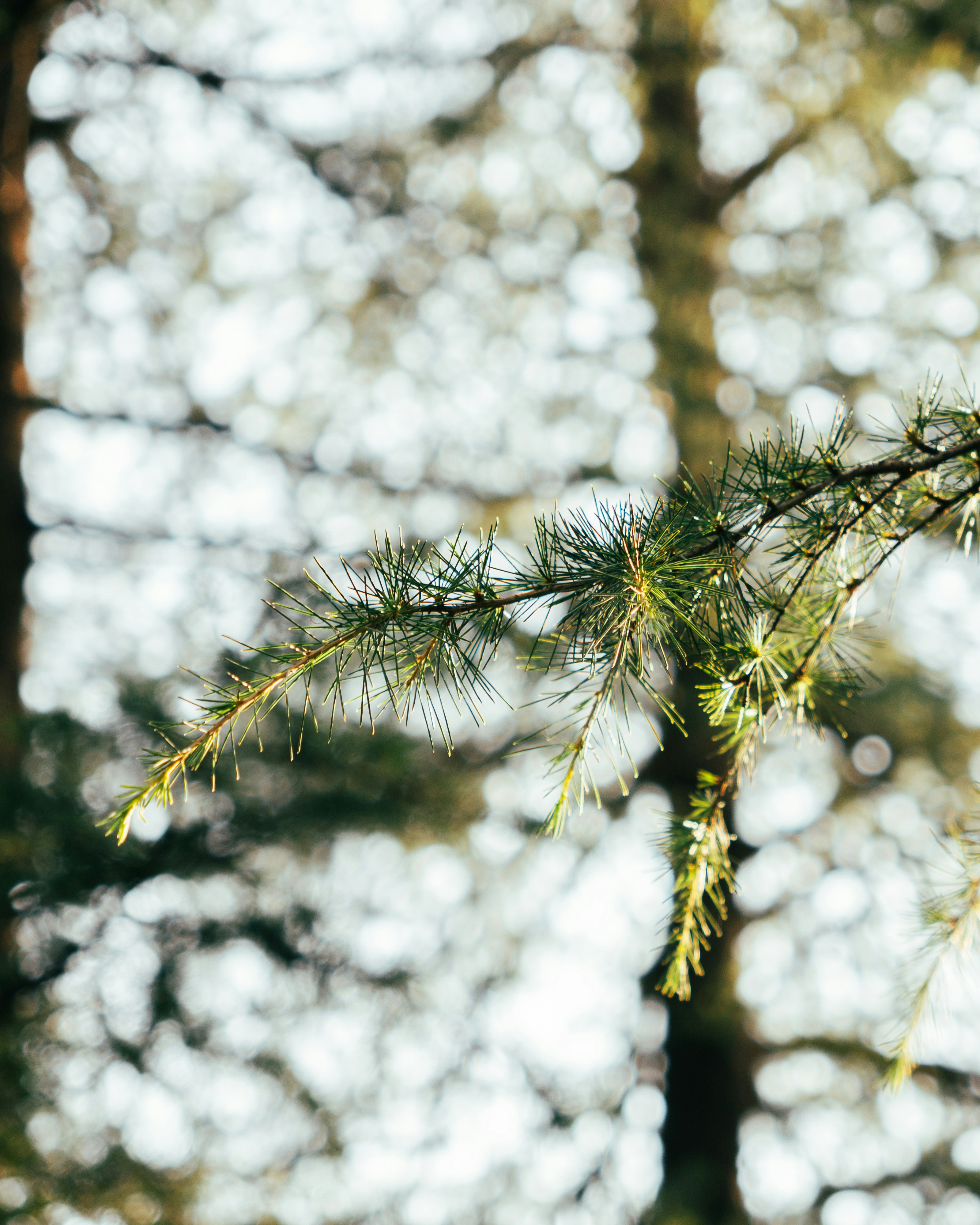 Needleflash in a sunlit pine: a close-up of evergreen wisps