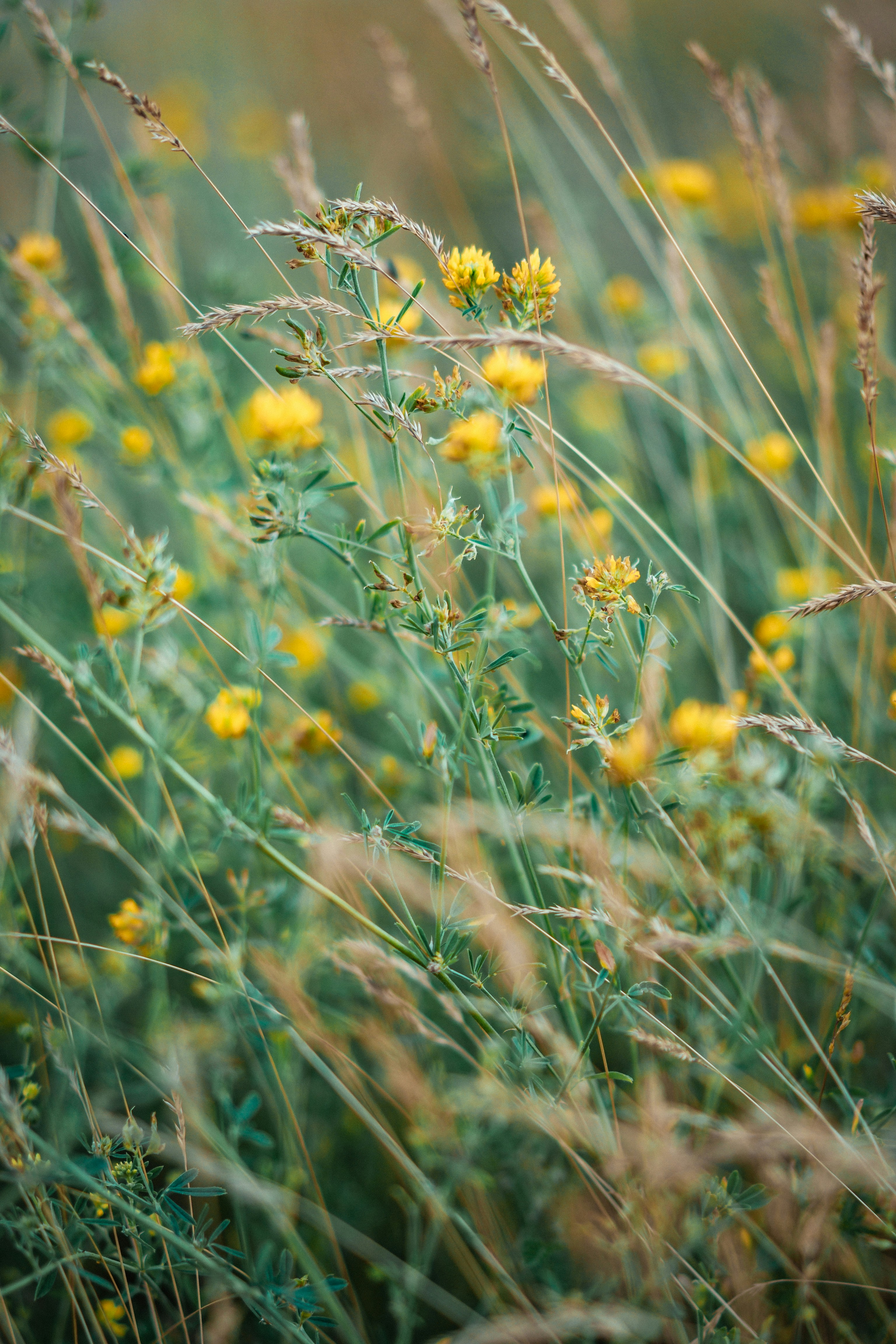 Golden Meadow in Soft Focus