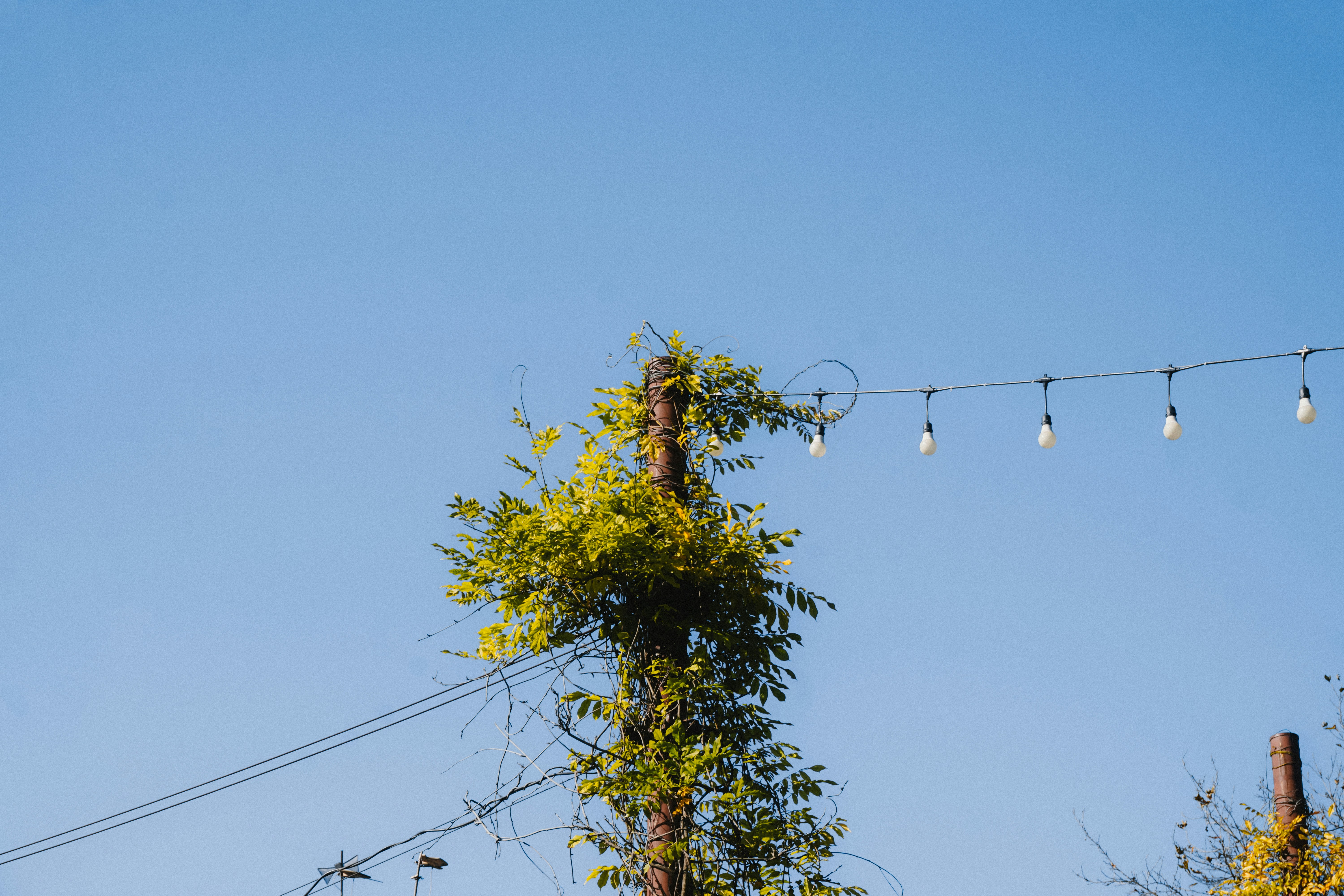 Pole Crowned with Ivy and Hanging Lights under Clear Sky