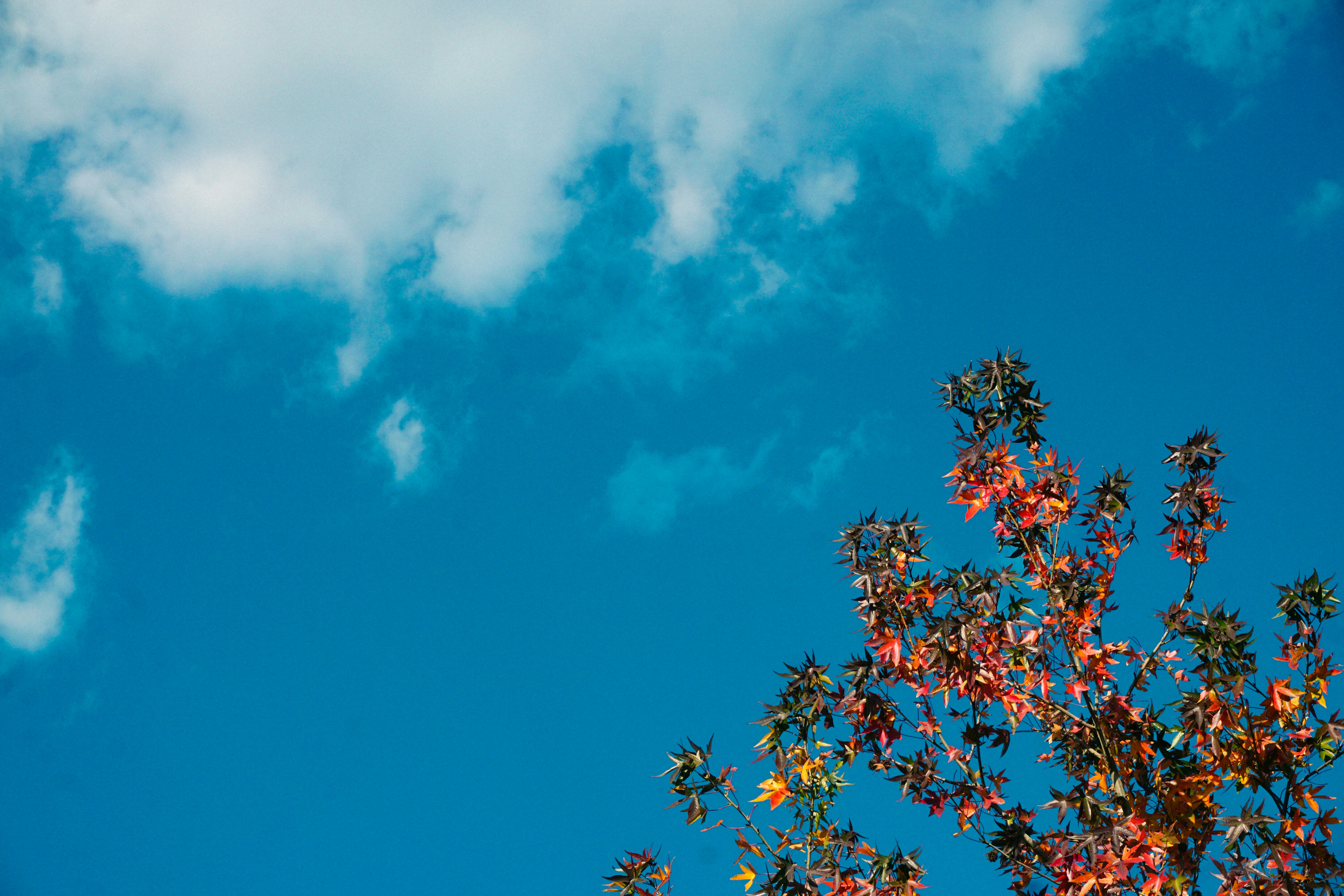 Azure Sky and Autumn Branches Stretching Toward Daylight