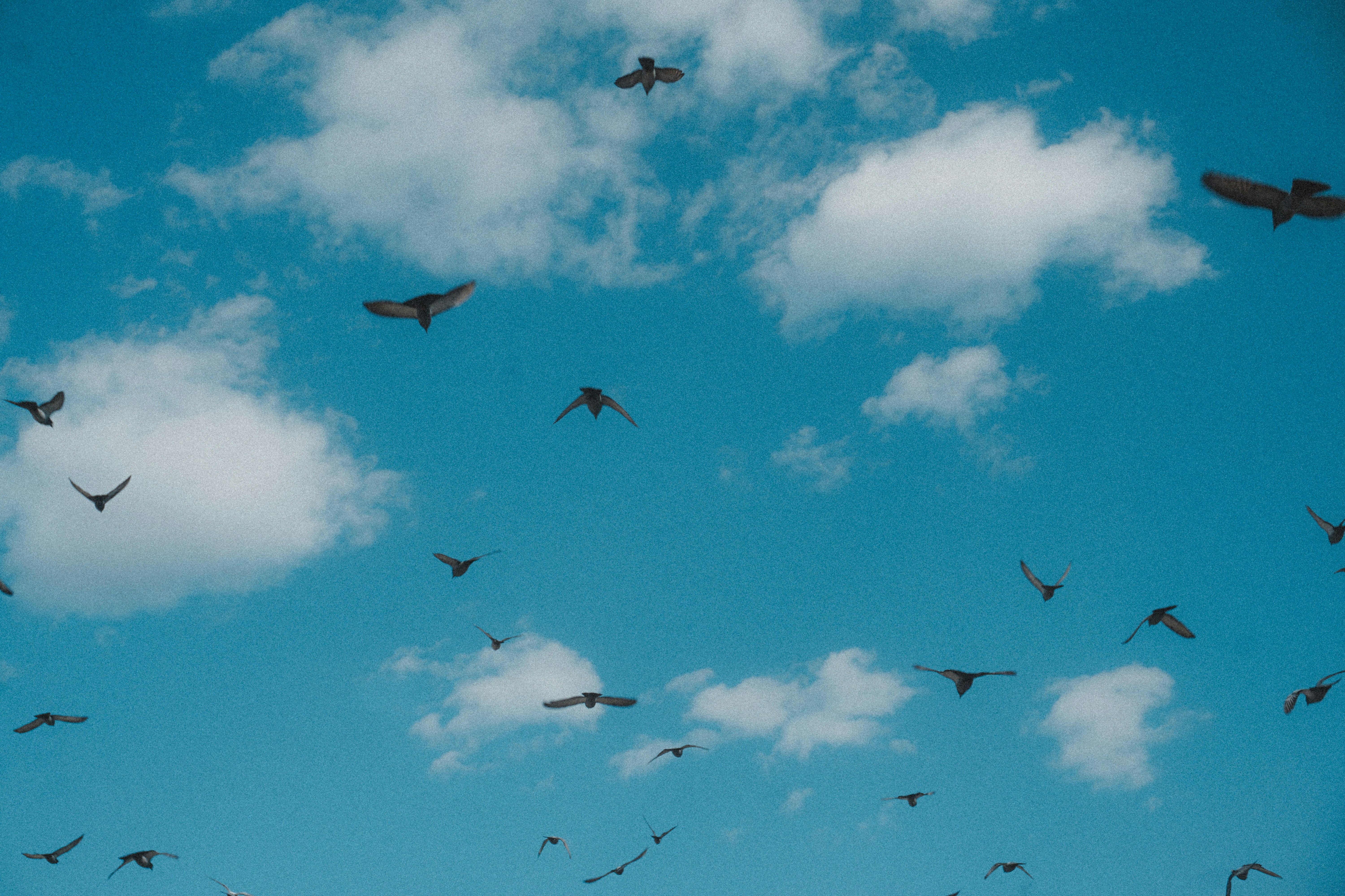 Venture of Birds Across a Cerulean Sky