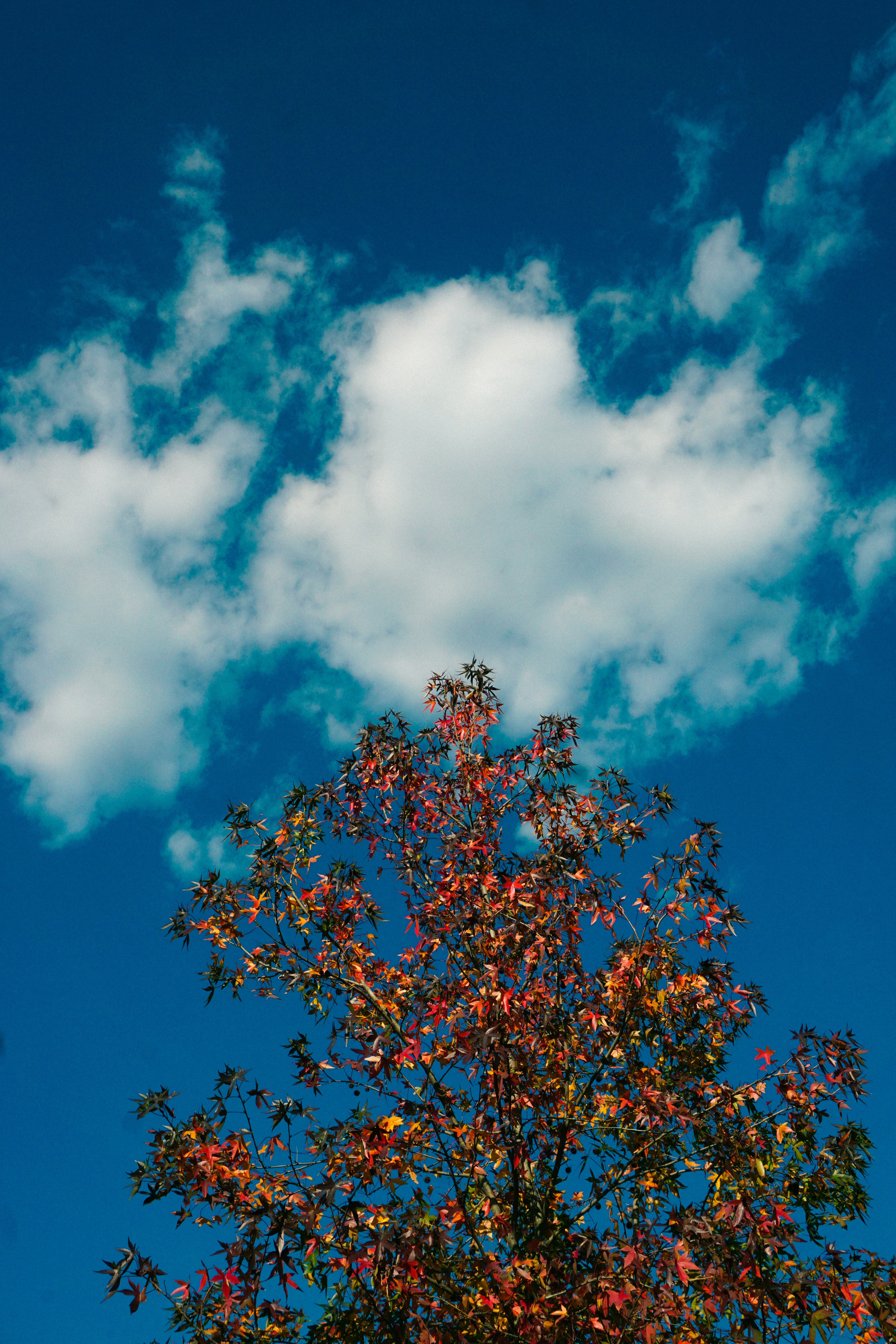 Autumn Crown Reaches for a Clear Sky