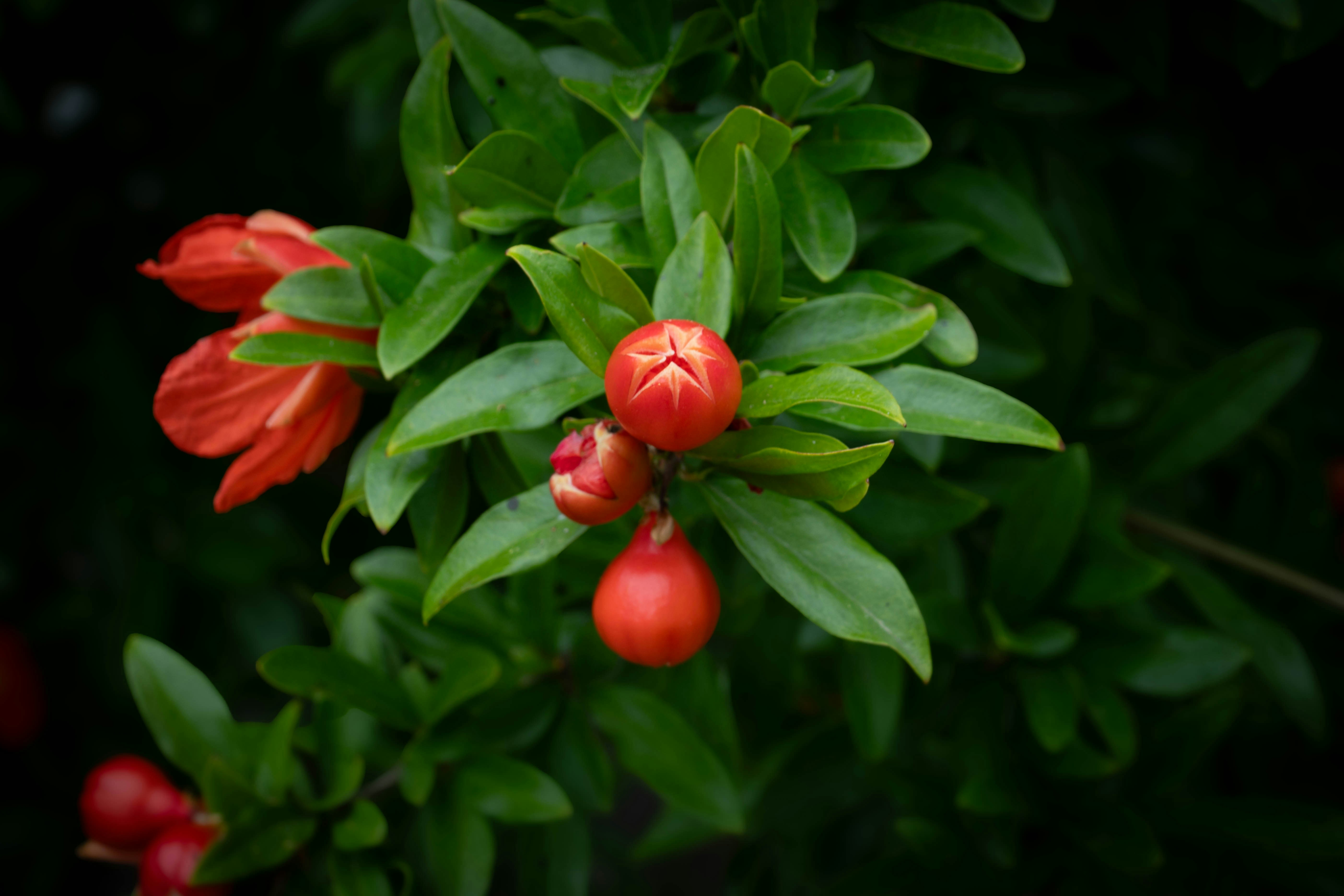 Crimson Buds and Emerald Leaves: A Quiet Pause in the Garden