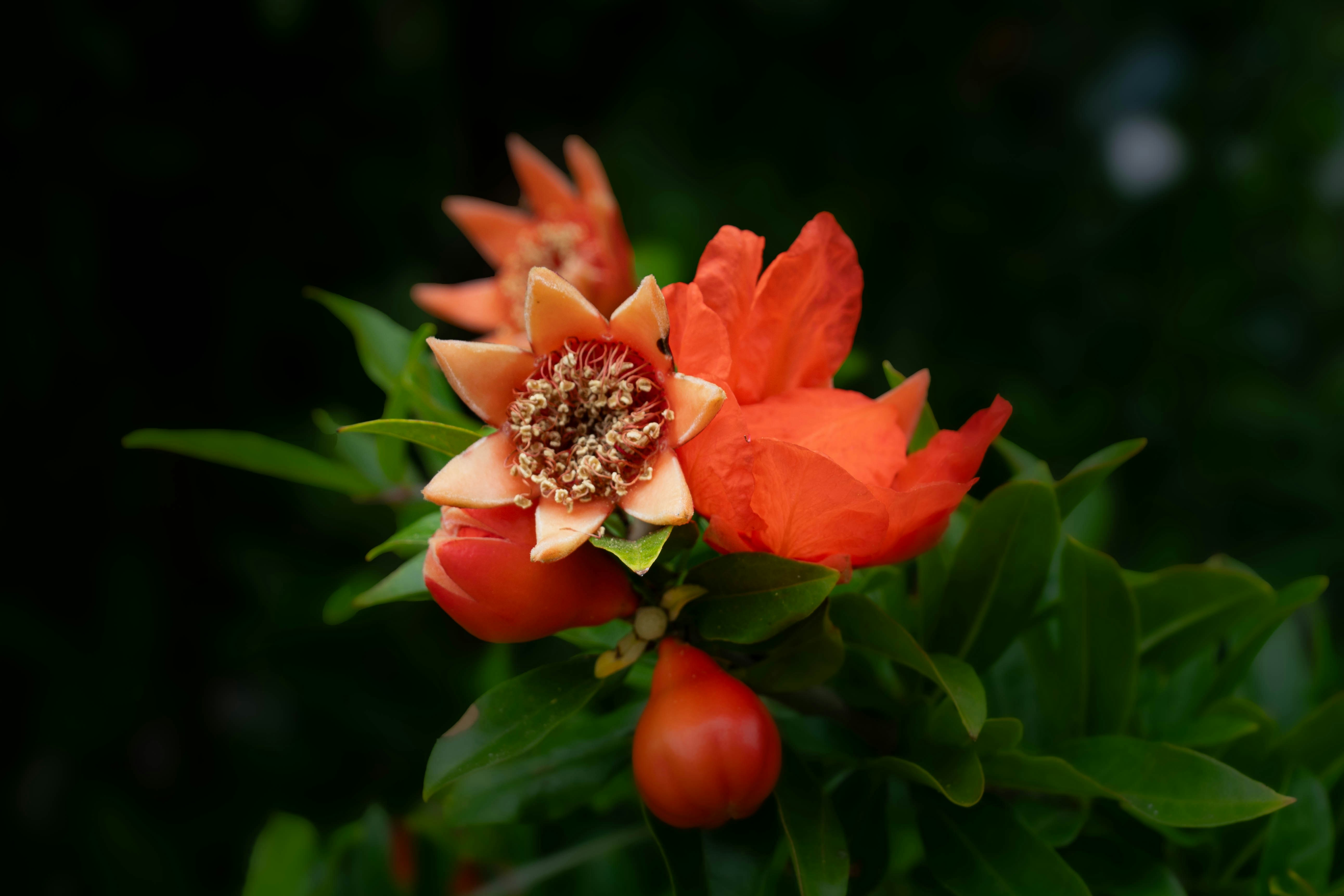 Bright orange blossom with surrounding glossy green leaves against a dark background; a developing fruit hangs beneath, highlighting a garden close-up.
