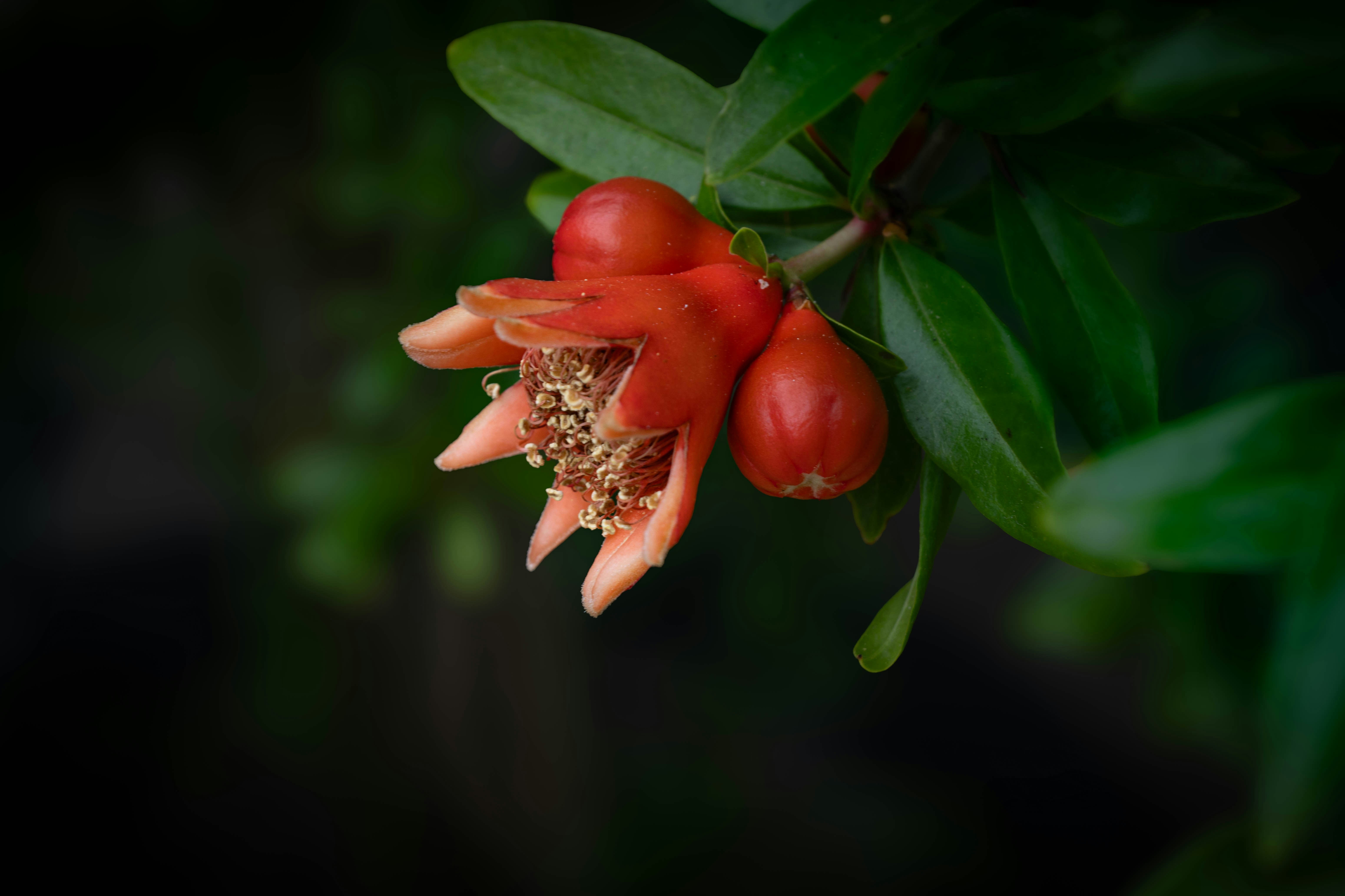 Coral Bloom: A Pomegranate-like Blossom Unfolds on a Dark Backdrop