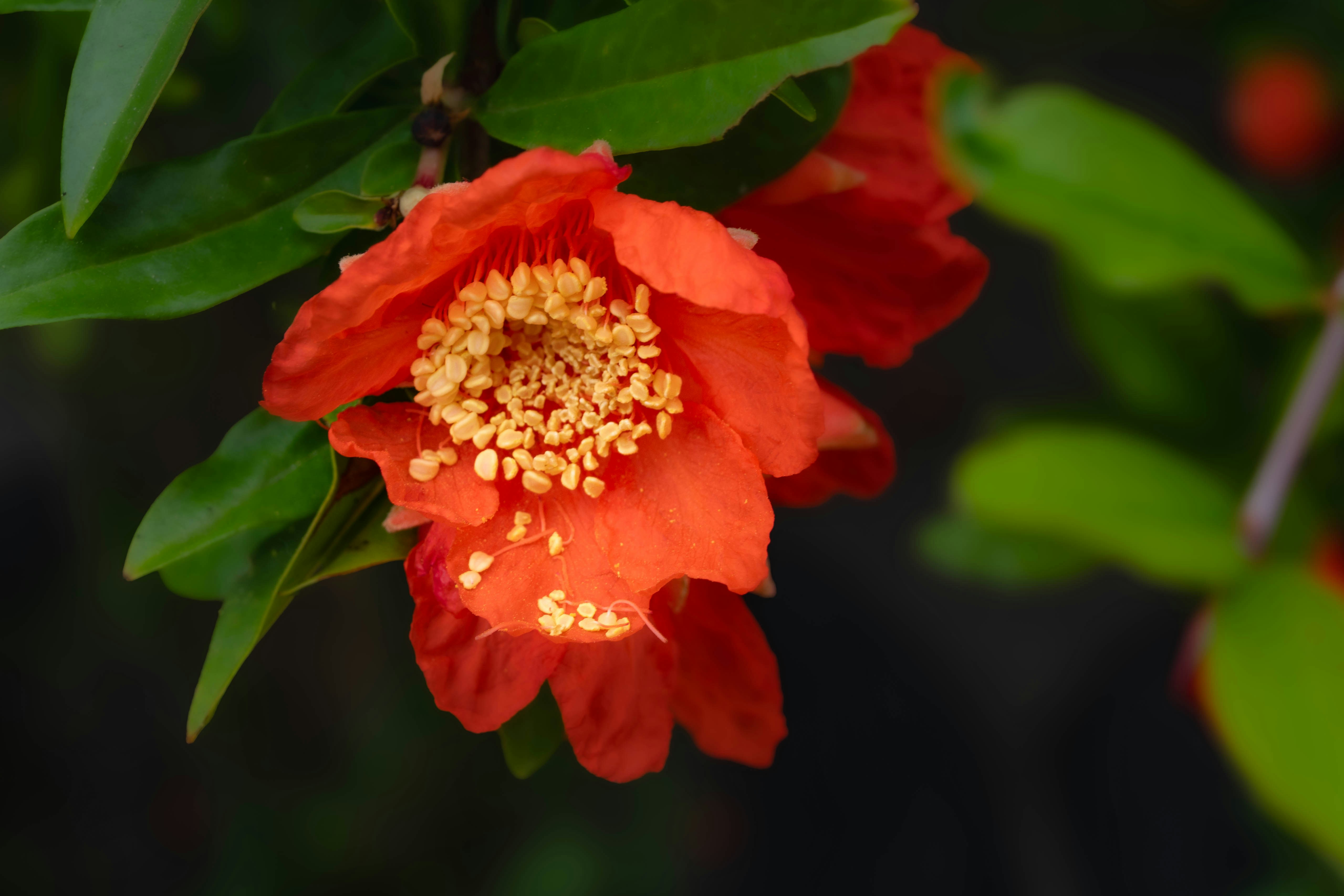 Crimson Bloom with Cream Center