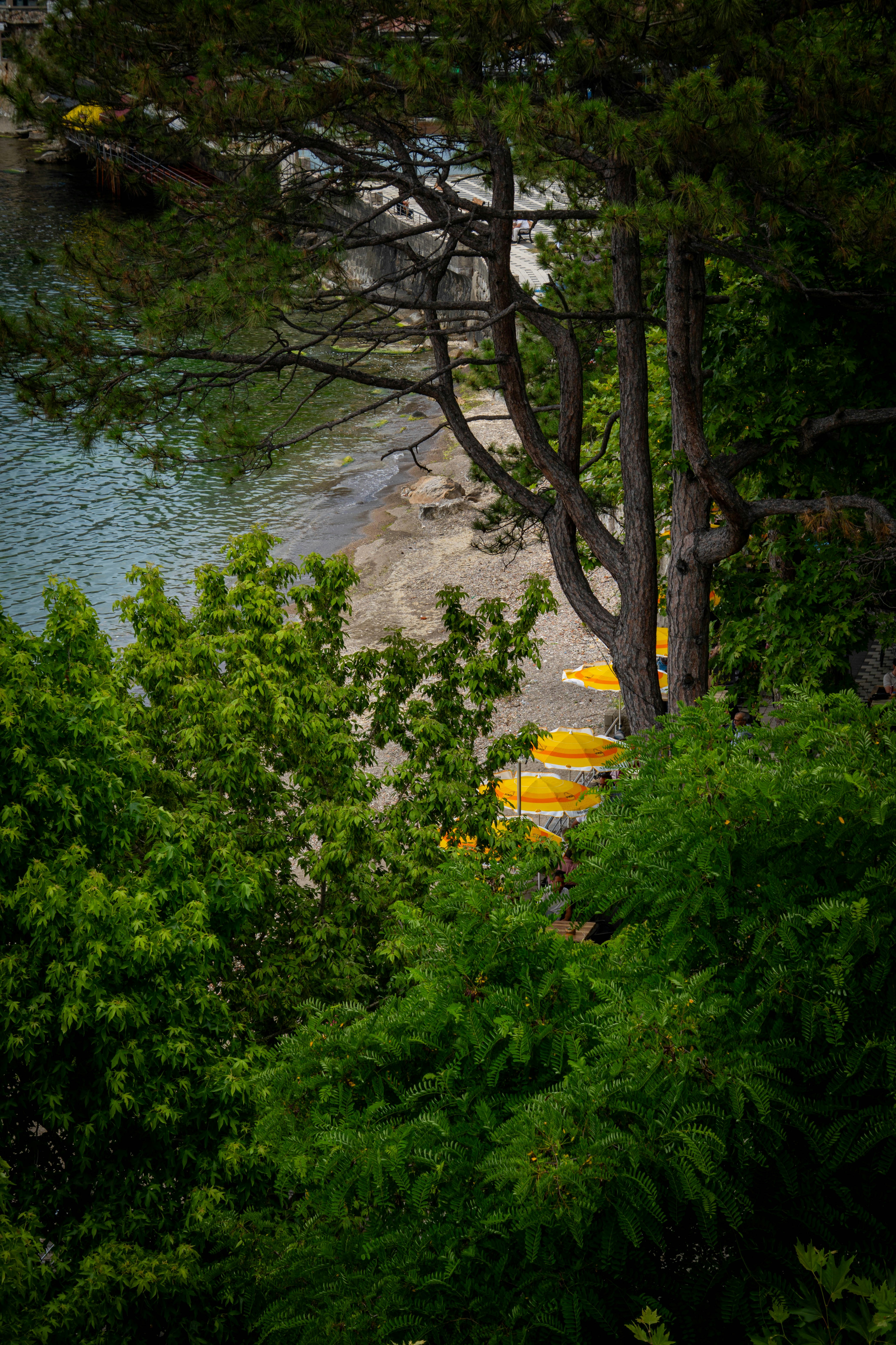 Sunlit Orange Canopies Amid Coastal Pines
