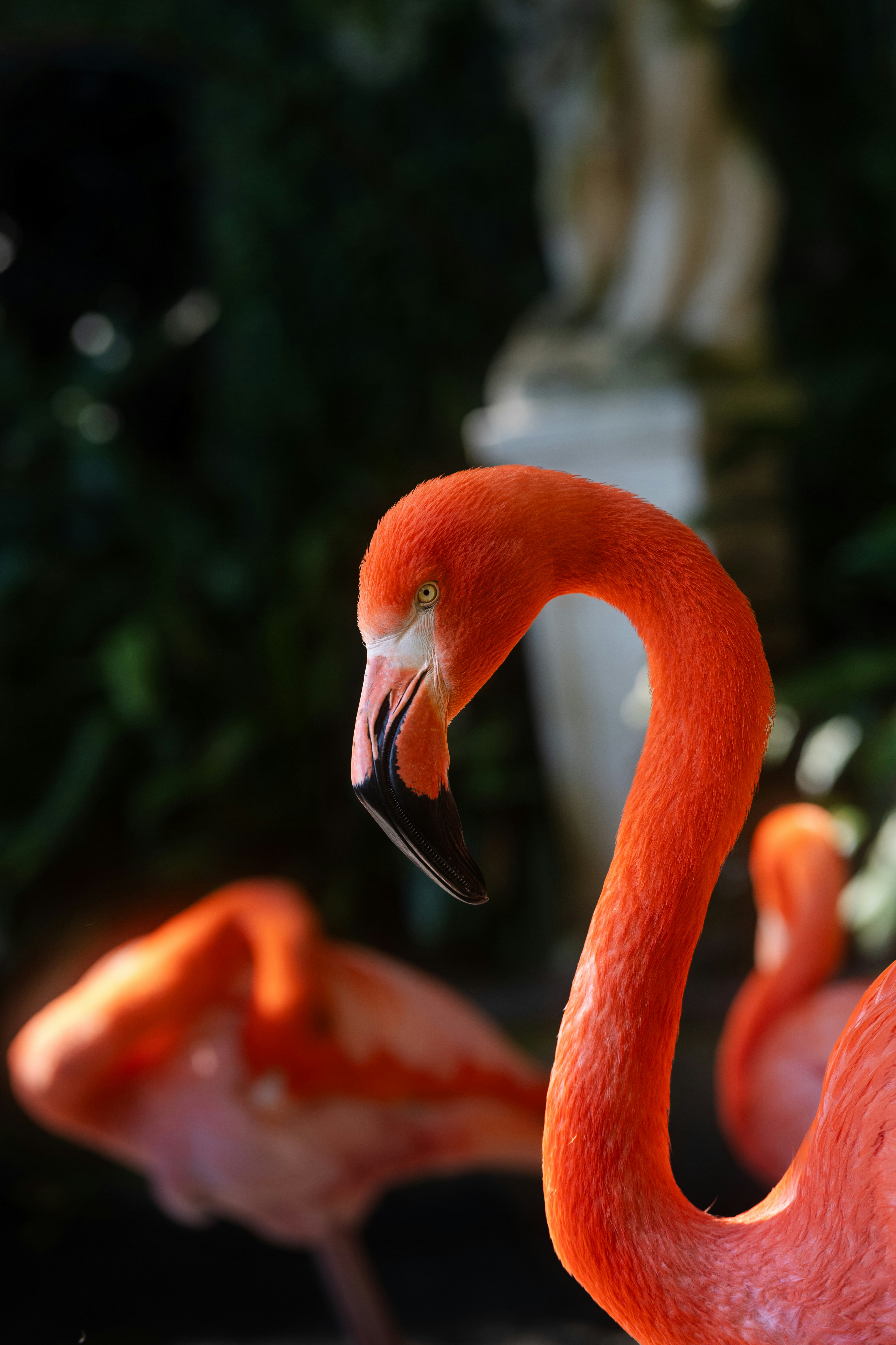 Vivid orange flamingos in a lush setting with a sharp foreground beak and graceful curved neck, emphasizing the bird’s striking plumage and posture.
