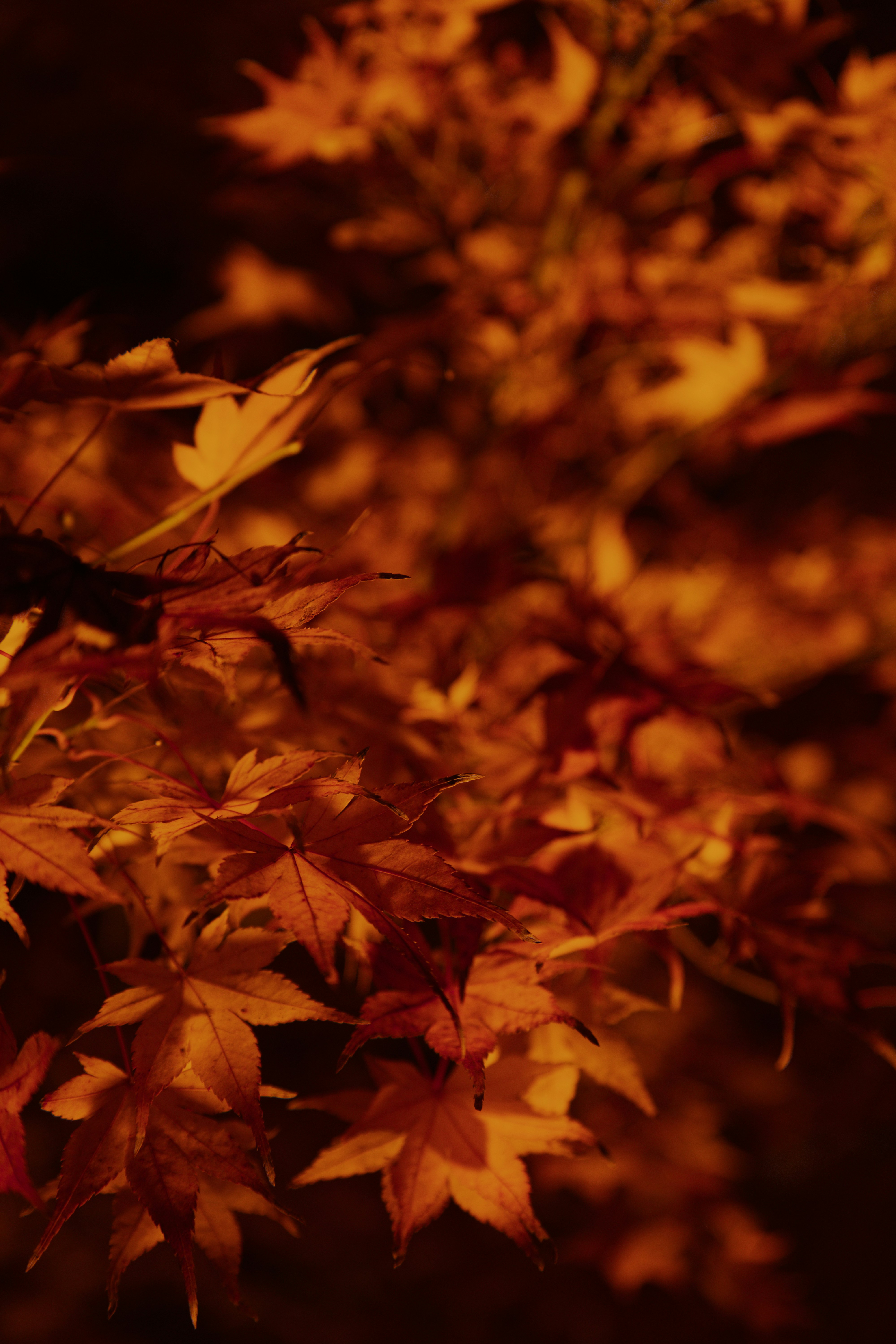 Autumn Ember: A Cluster of Maple Leaves in Warm Glow