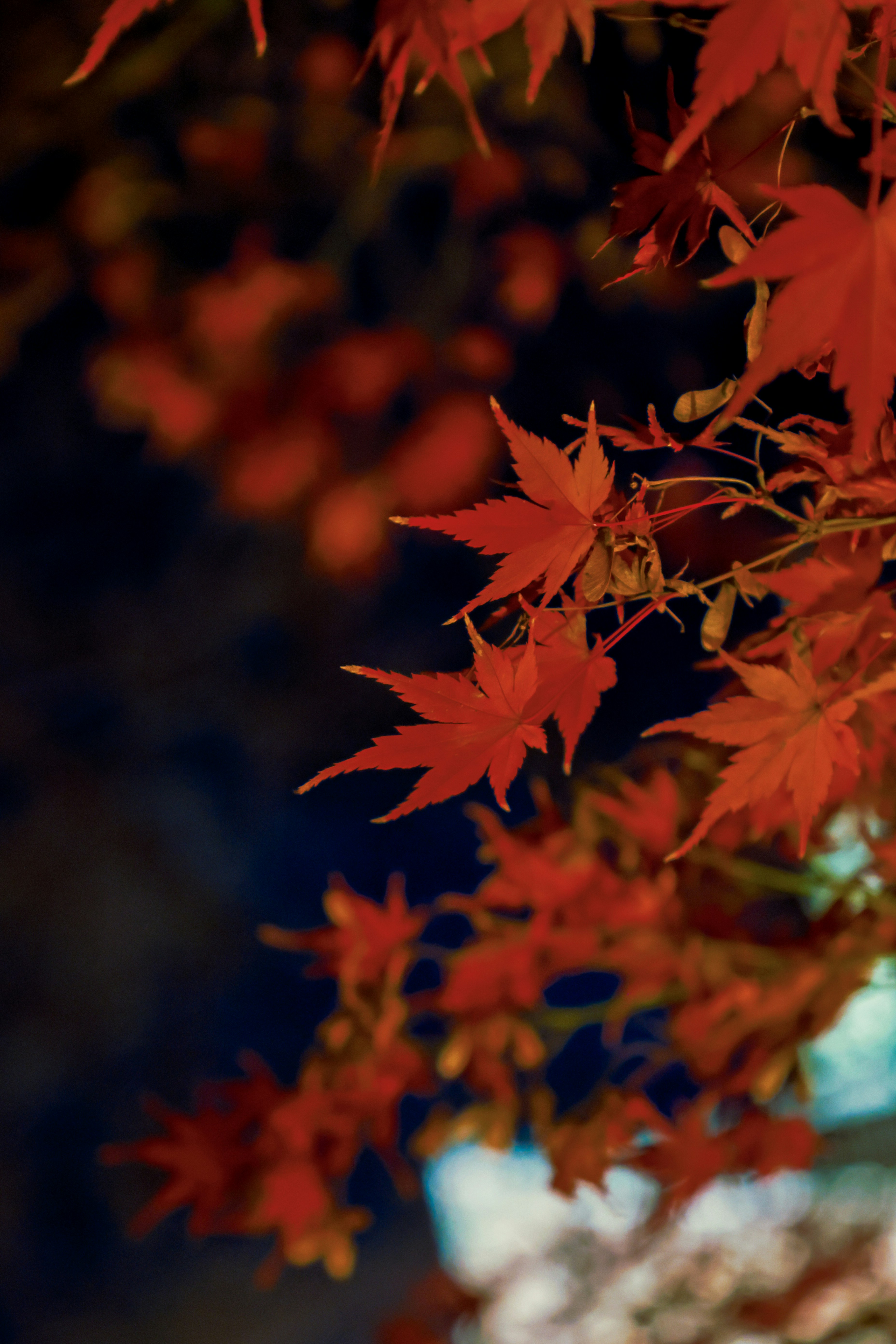 Crimson Maple in Night Glow
