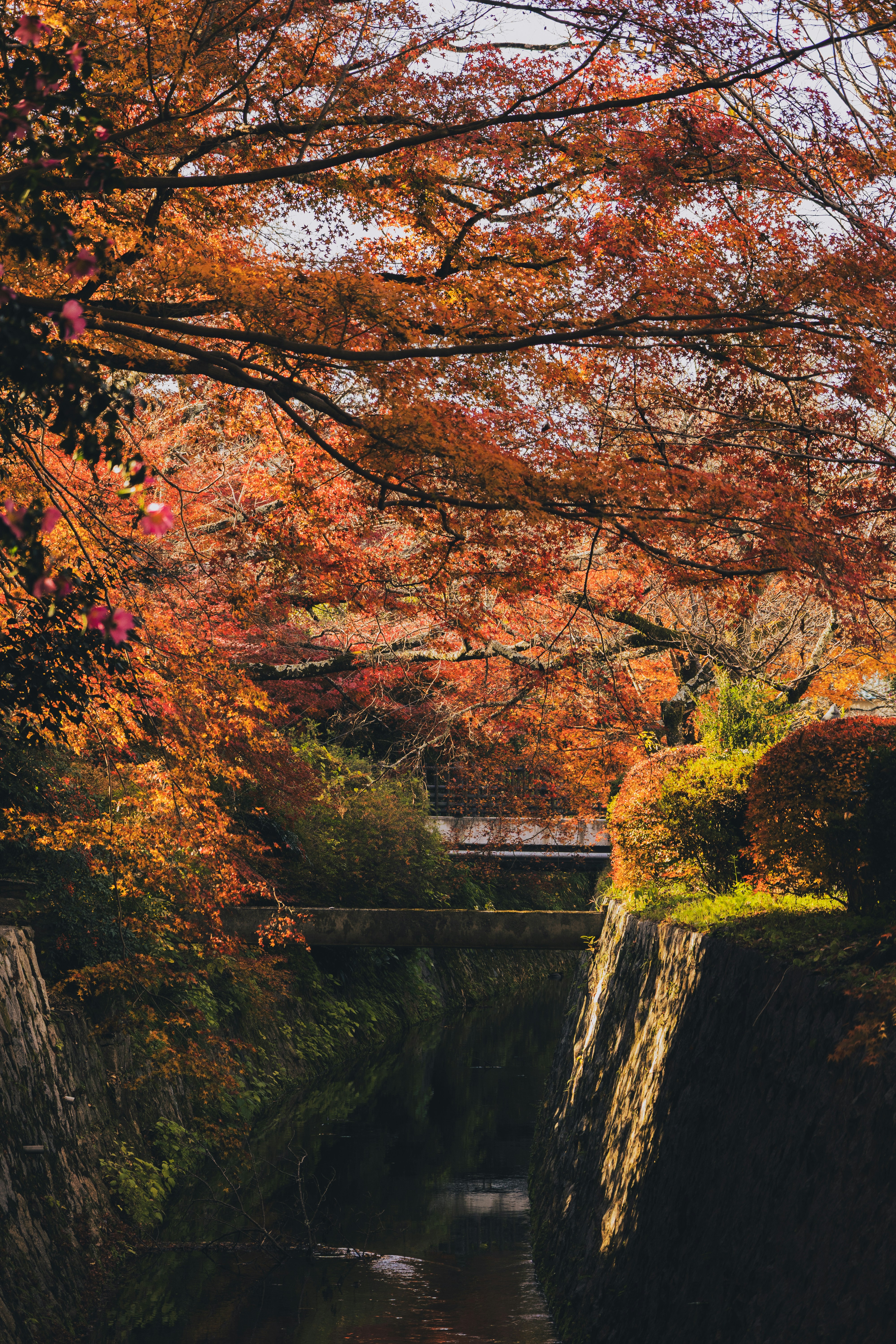 Autumn Canal Edge: Orange Canopy Over a Quiet Waterway