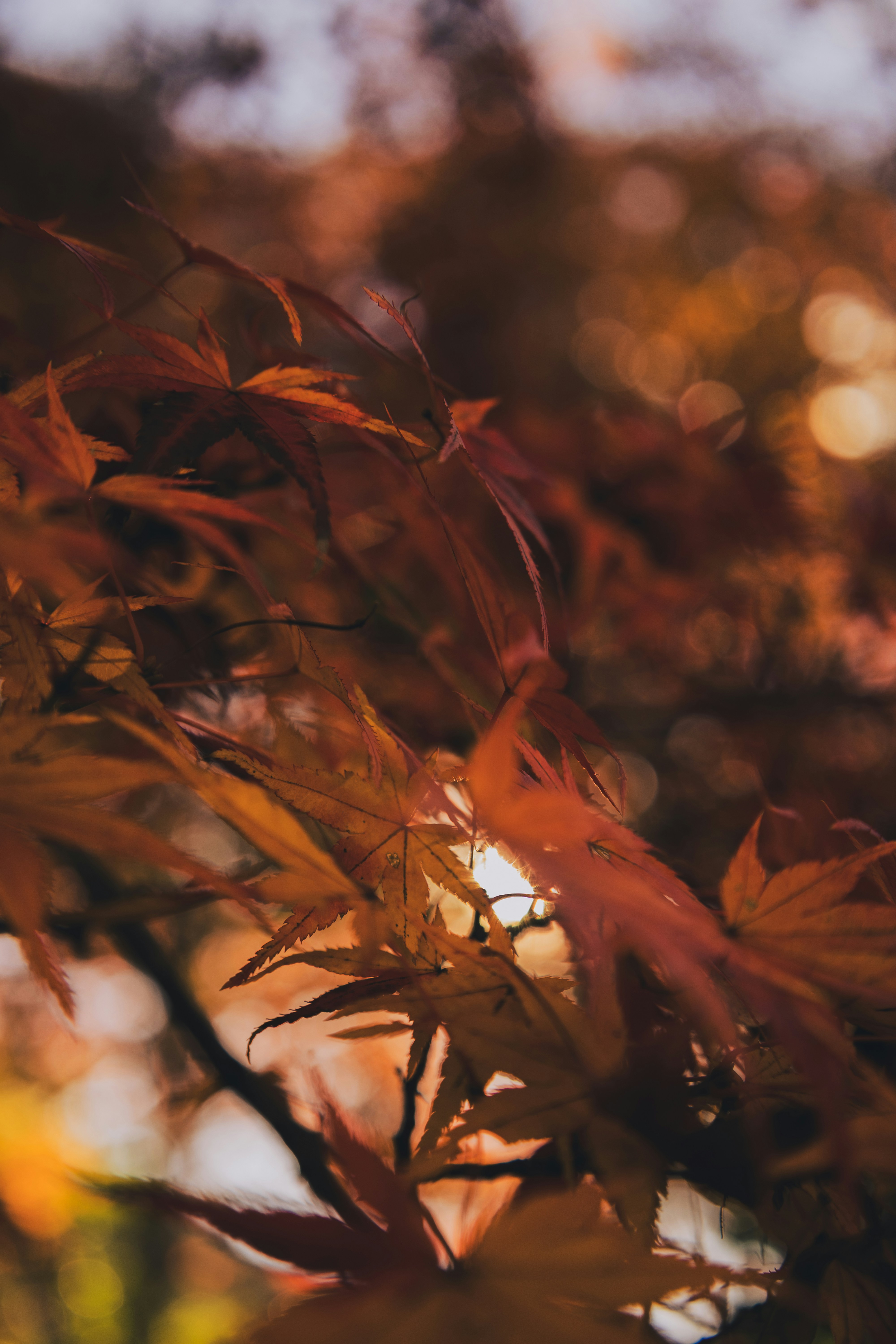 Autumn Ember: Sunlit Maple in a Velvet Blur