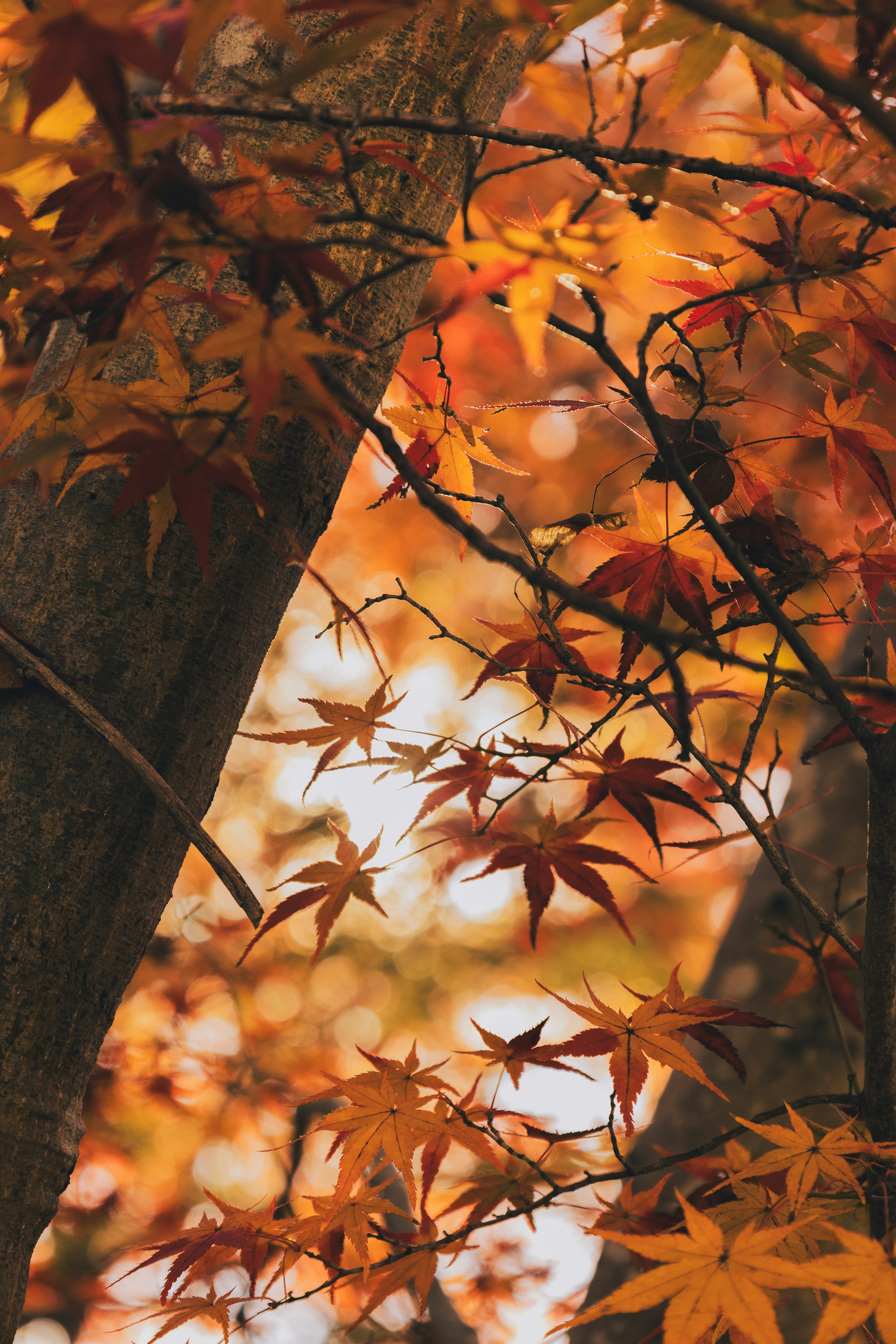 Amber Canopy: Morning Light Through Autumn Maple