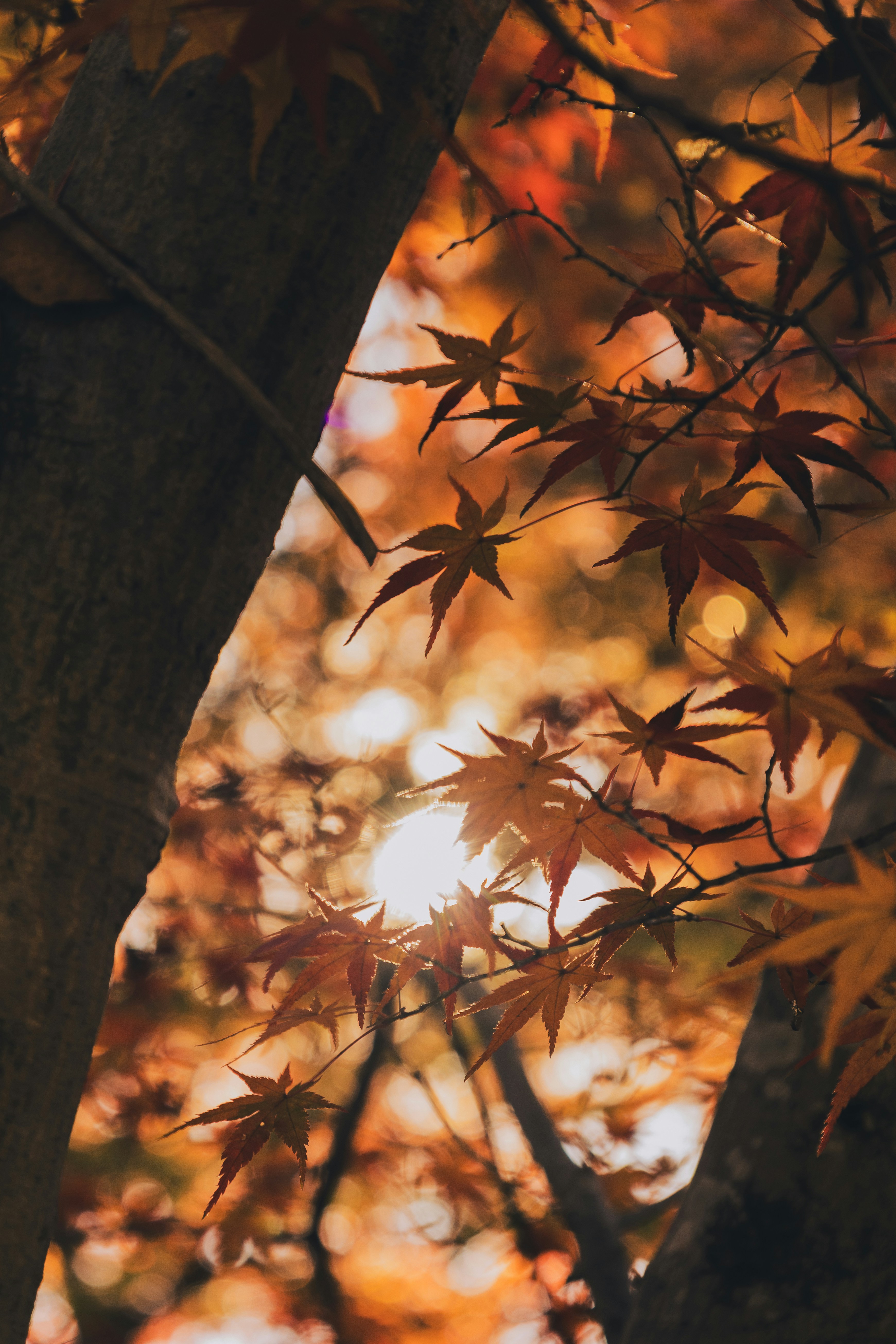 Backlit Maple Dance: Autumn Leaves Framing a Glowing Orchard