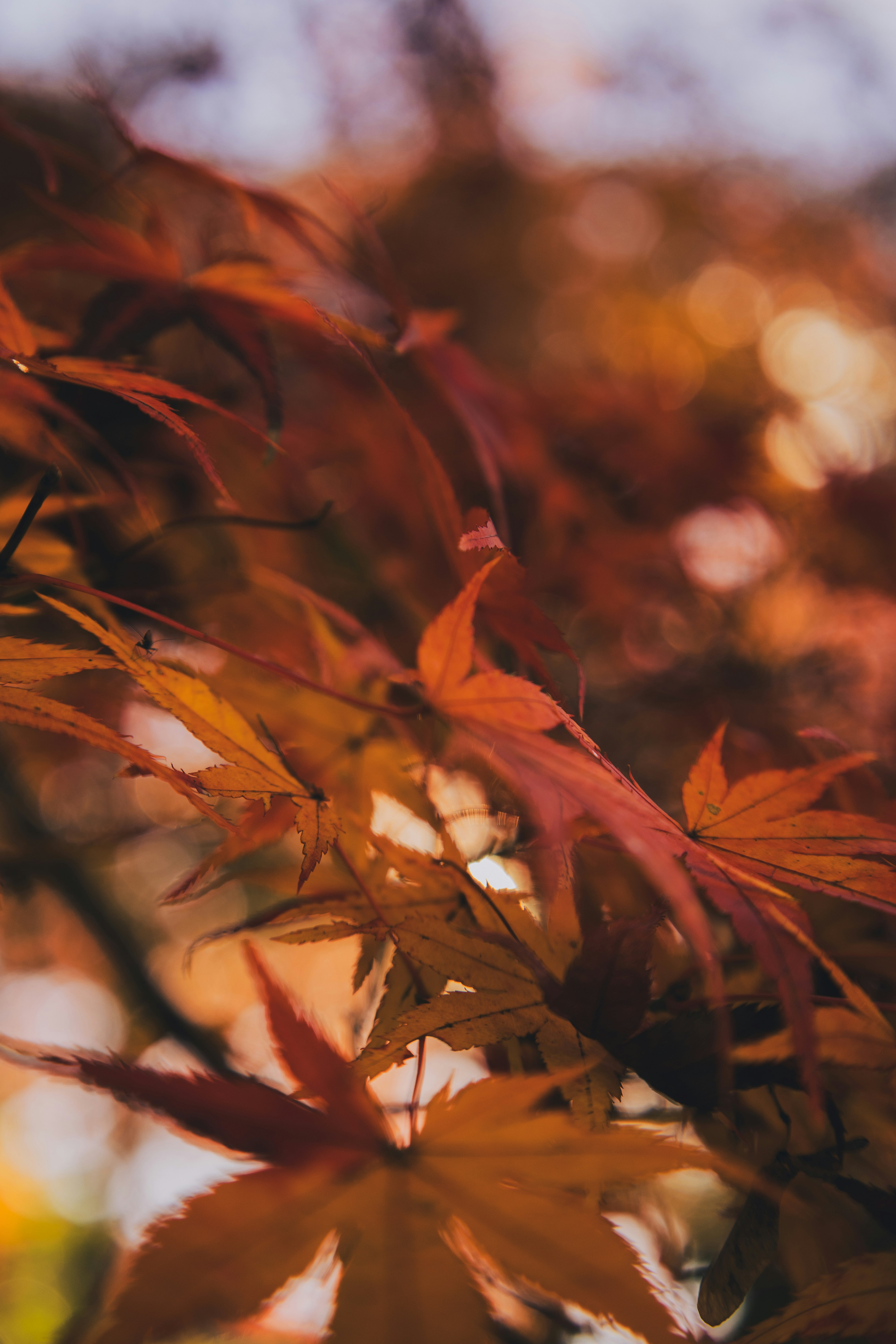 Crimson Leaves in Soft Autumn Backlight