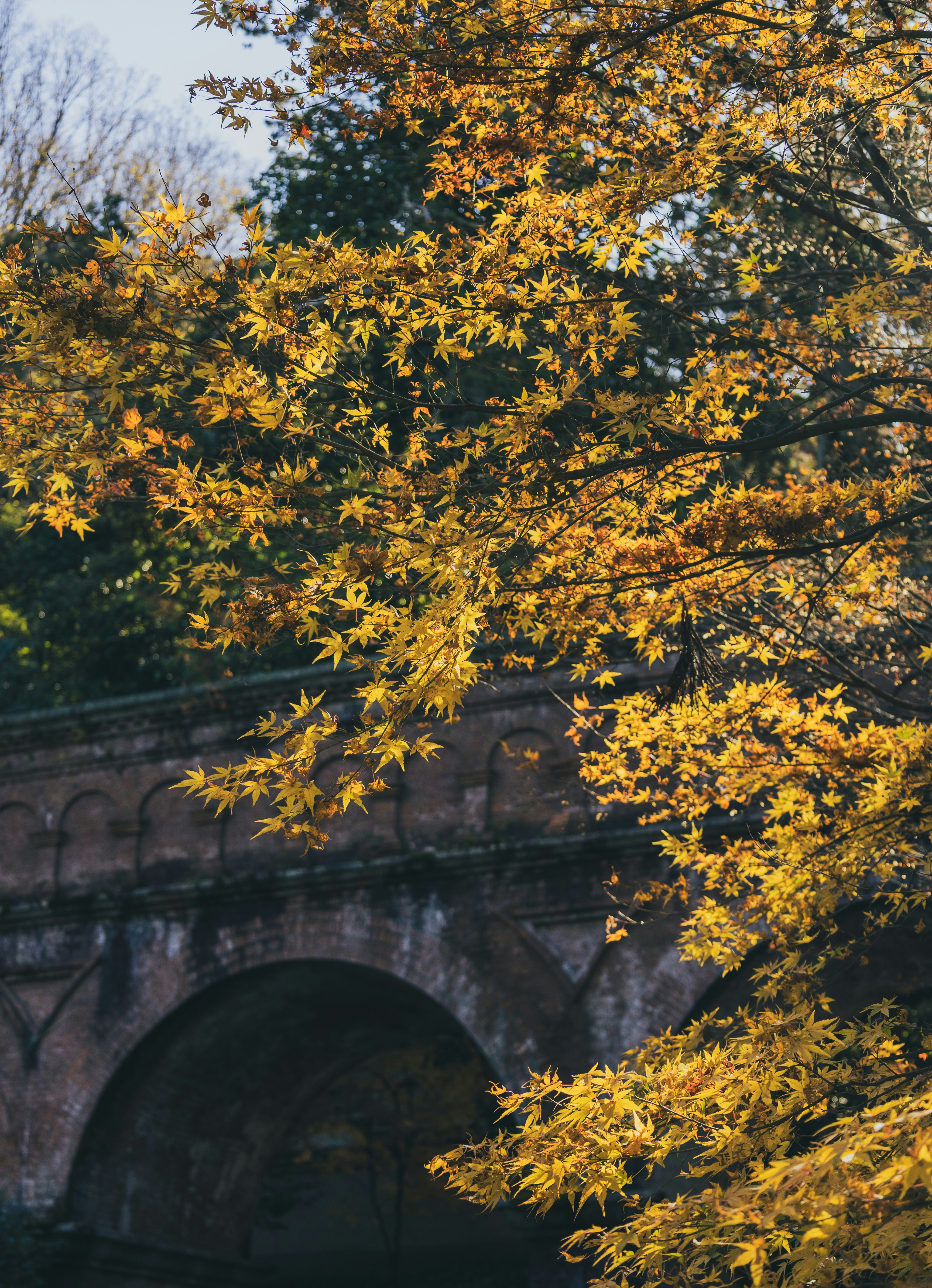 Autumn Canopy Over the Brick Arch
