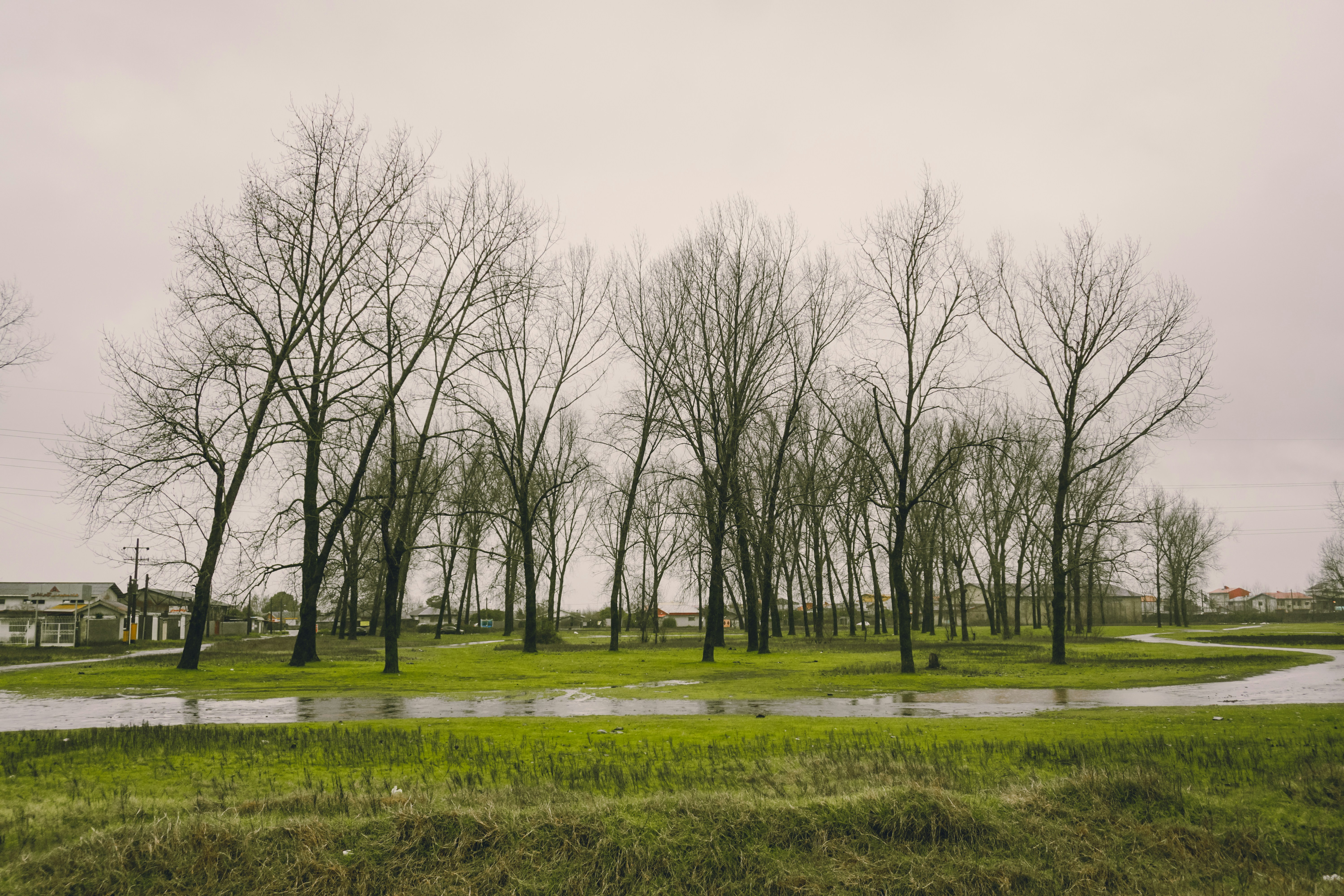 Row of Bare Trees Over a Puddled Field on a Misty Day