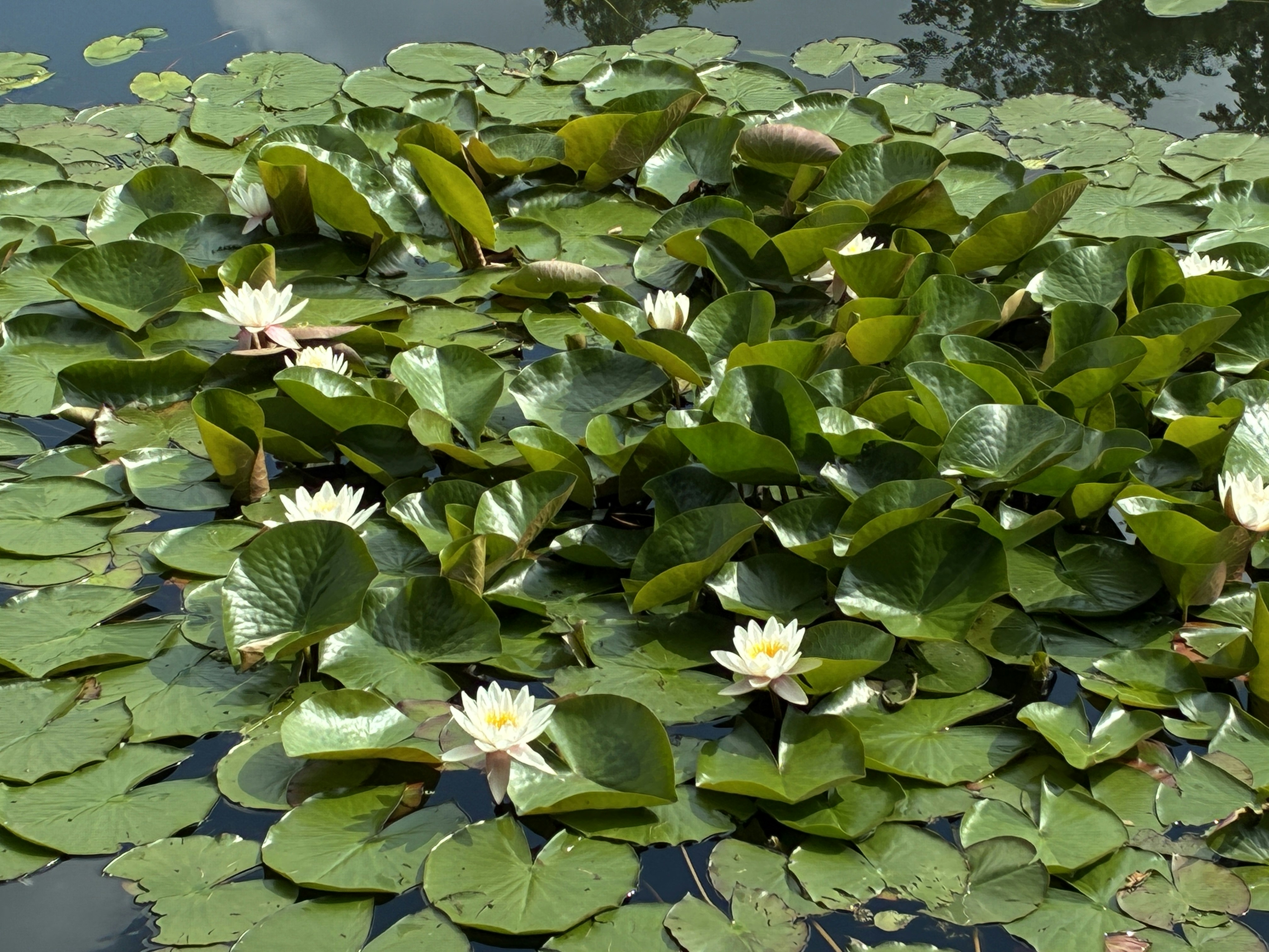 Cluster of white water lilies blooming among glossy green lily pads on a tranquil pond.
