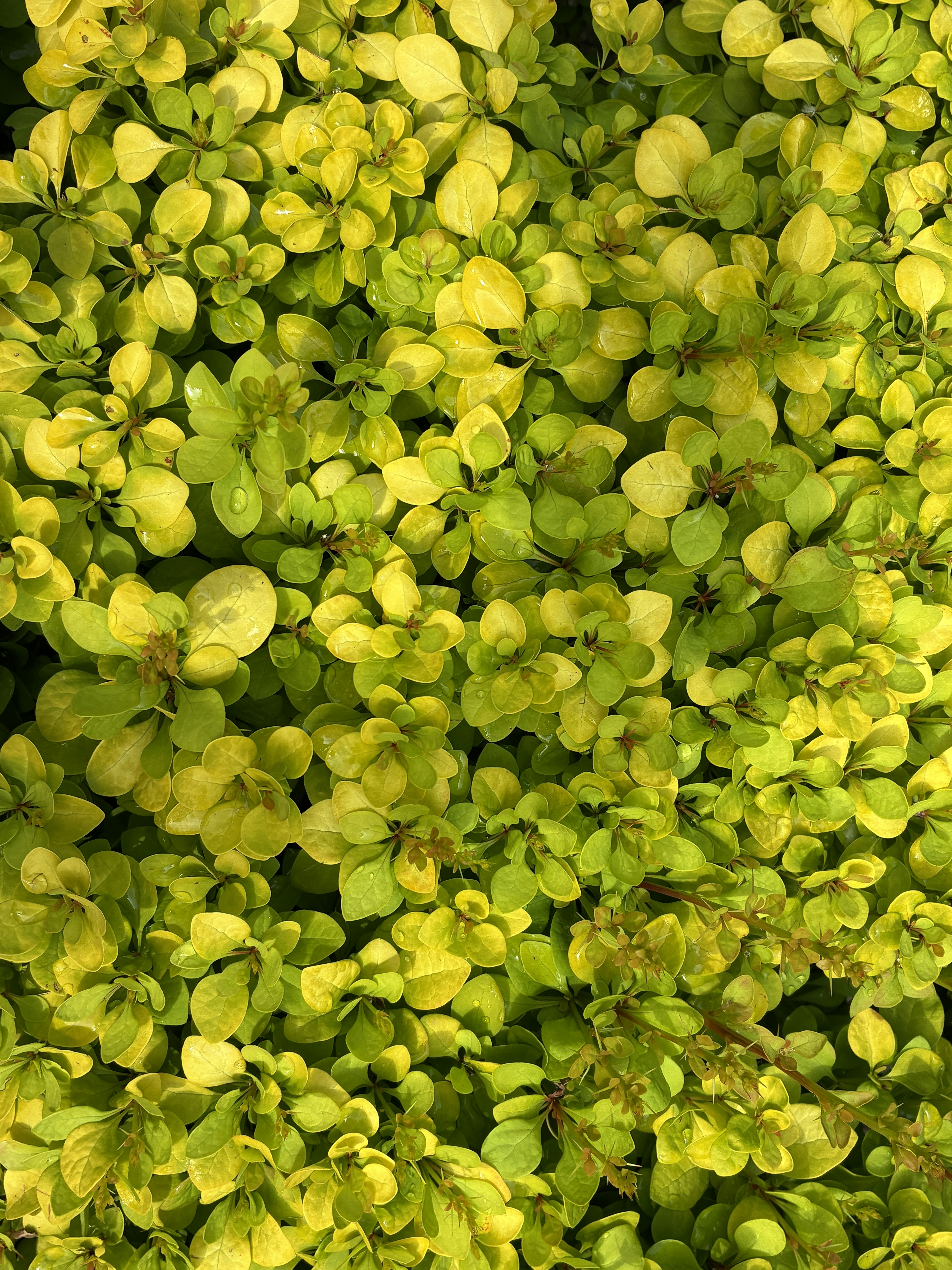 Dense, sunlit green and yellow leaves form a vibrant ground cover, creating a luminous, natural texture with a warm palette.