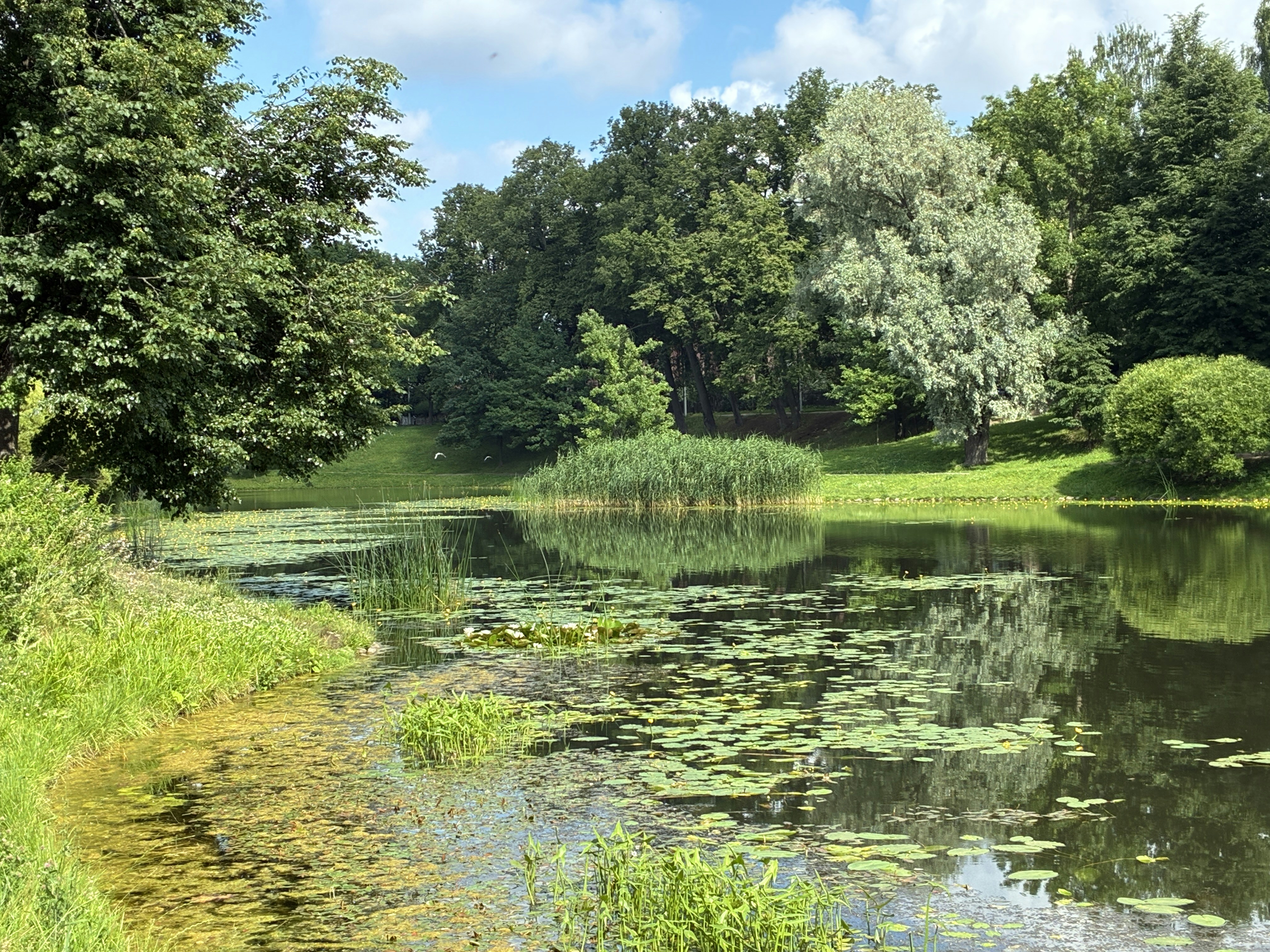 Calm pond bordered by lush greenery and lily pads, with a park-like forest in the background offering soft reflections on the water surface.