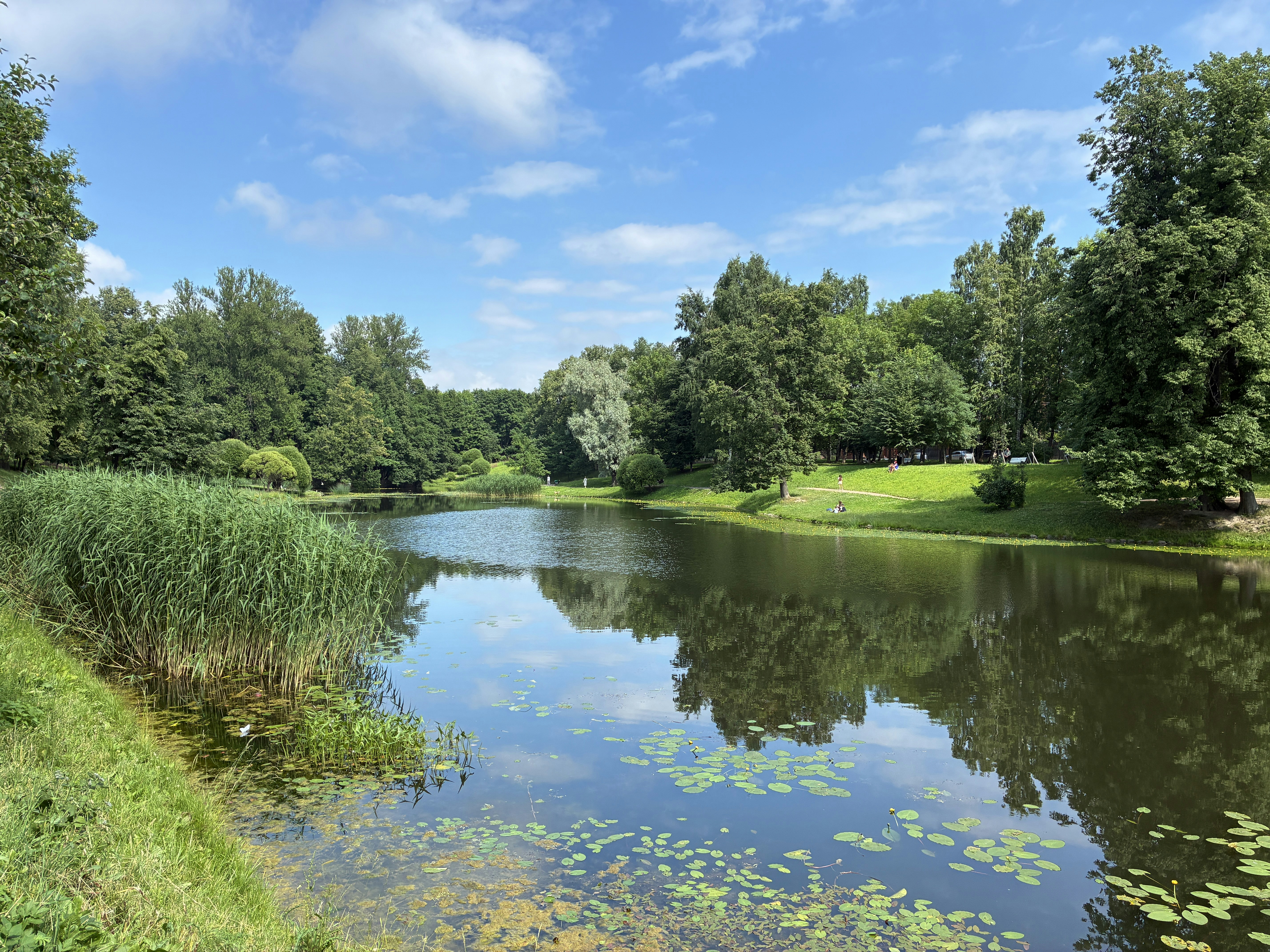 Calm pond scene in a sunny park with lush trees and floating lilies; a tranquil waterbody reflecting the blue sky and surrounding greenery. A landscape view without human subjects, highlighting nature's serenity.