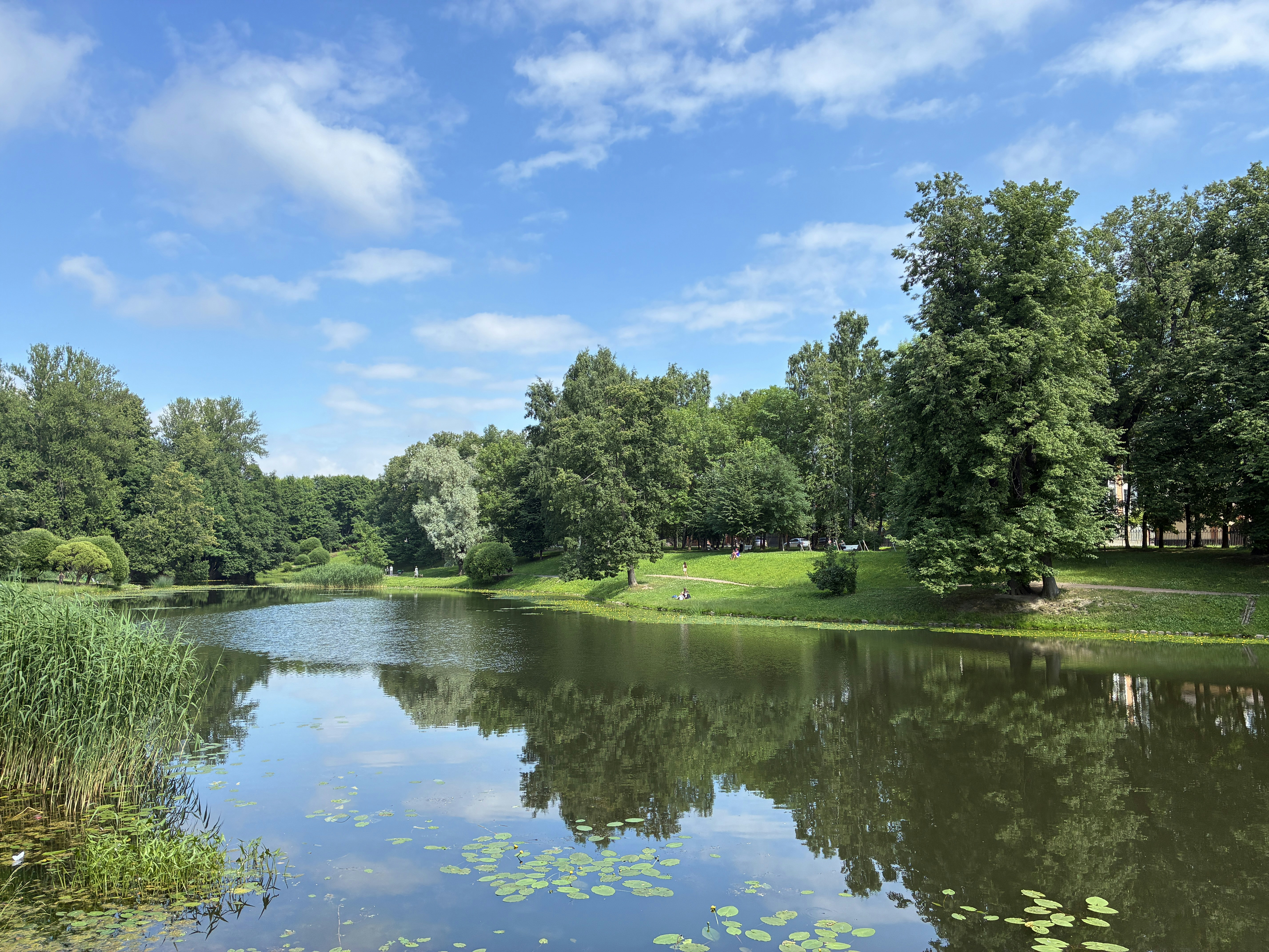 Calm lake with lily pads reflecting a bright blue sky and surrounding trees; park landscape visible beyond the water's edge.