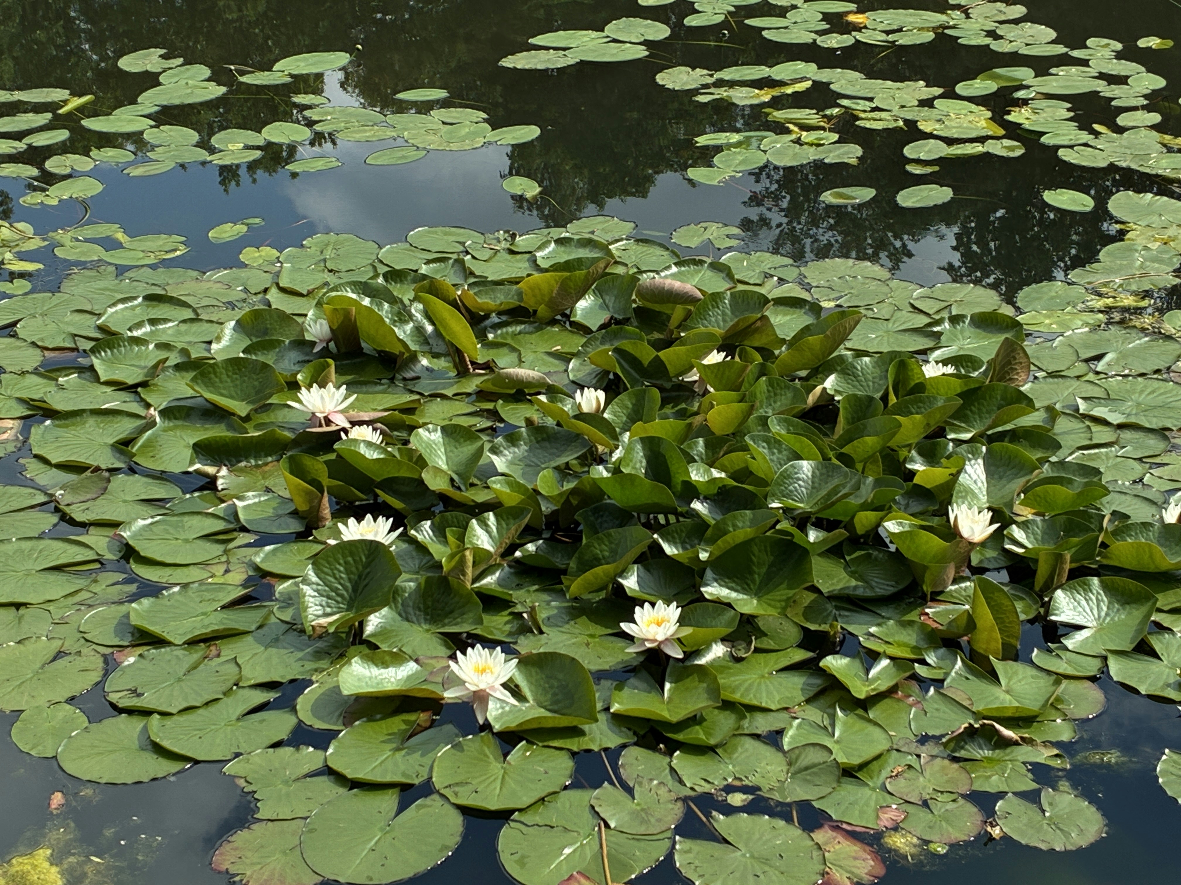 Cluster of water lilies spreading across a reflective pond with white blooms and round green leaves.
